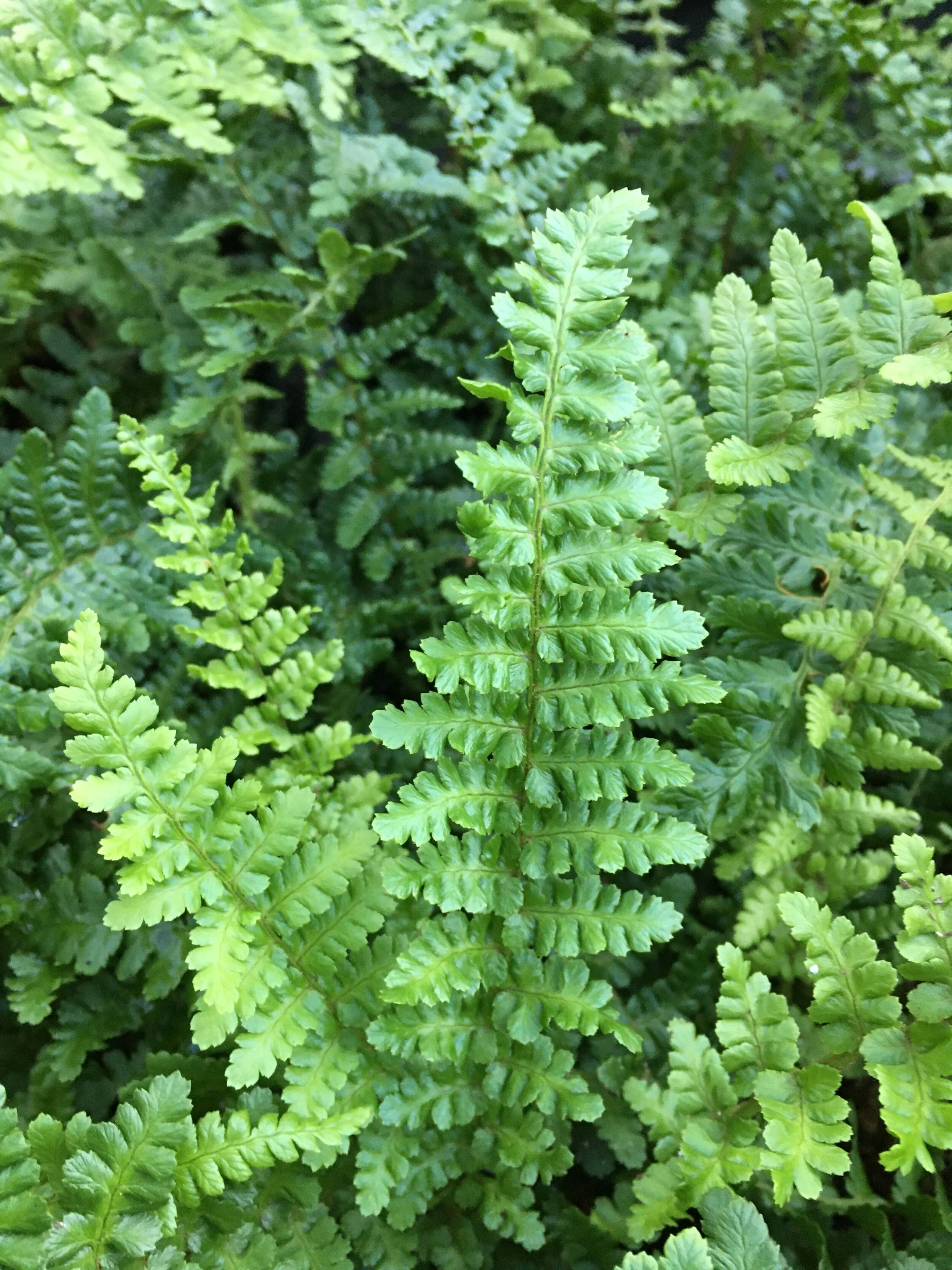 Ferns — Fancy Fronds Nursery