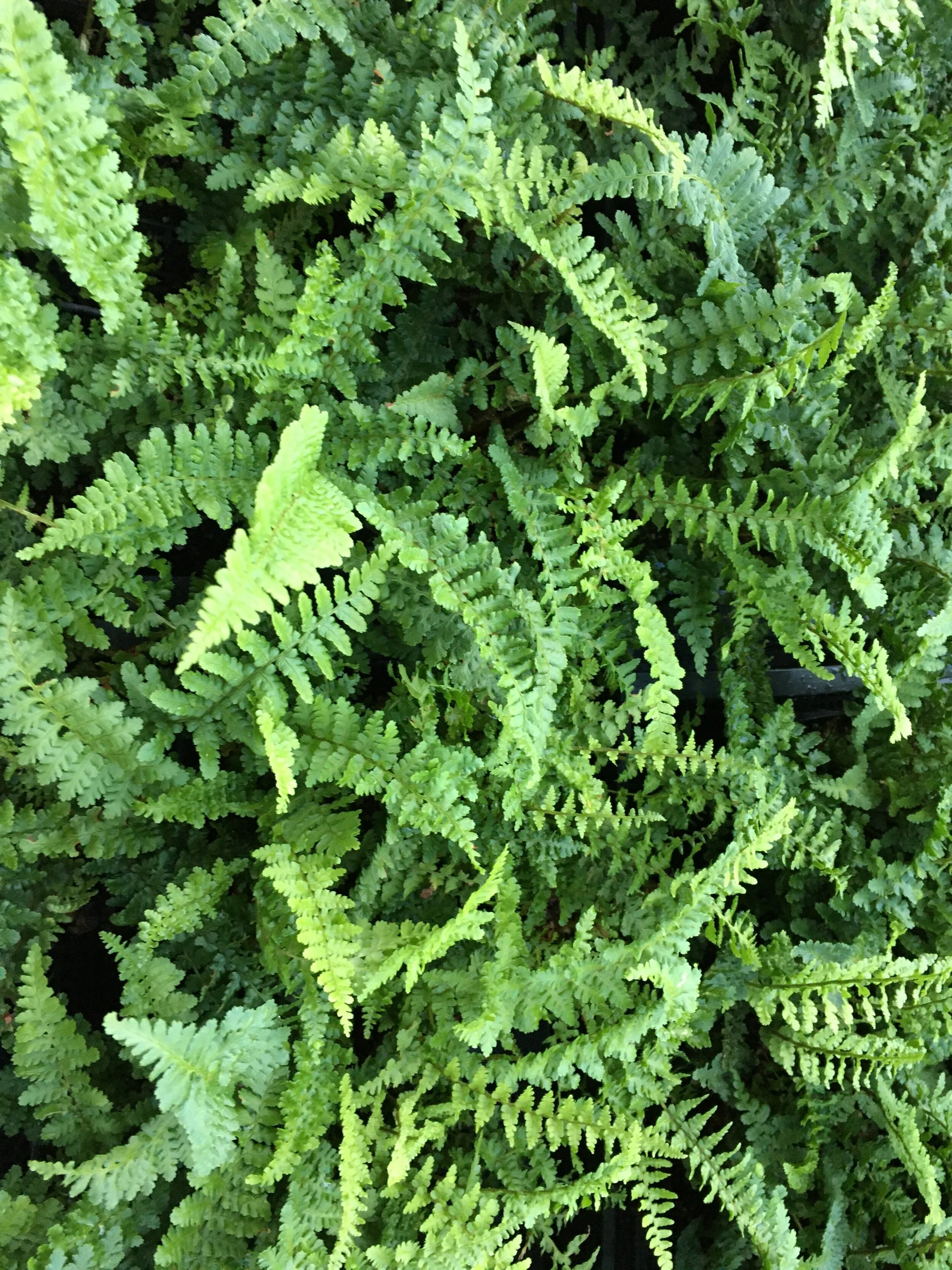 Crisped Narrow Hybrid Golden-scaled Male Fern (Dryopteris complexa ...