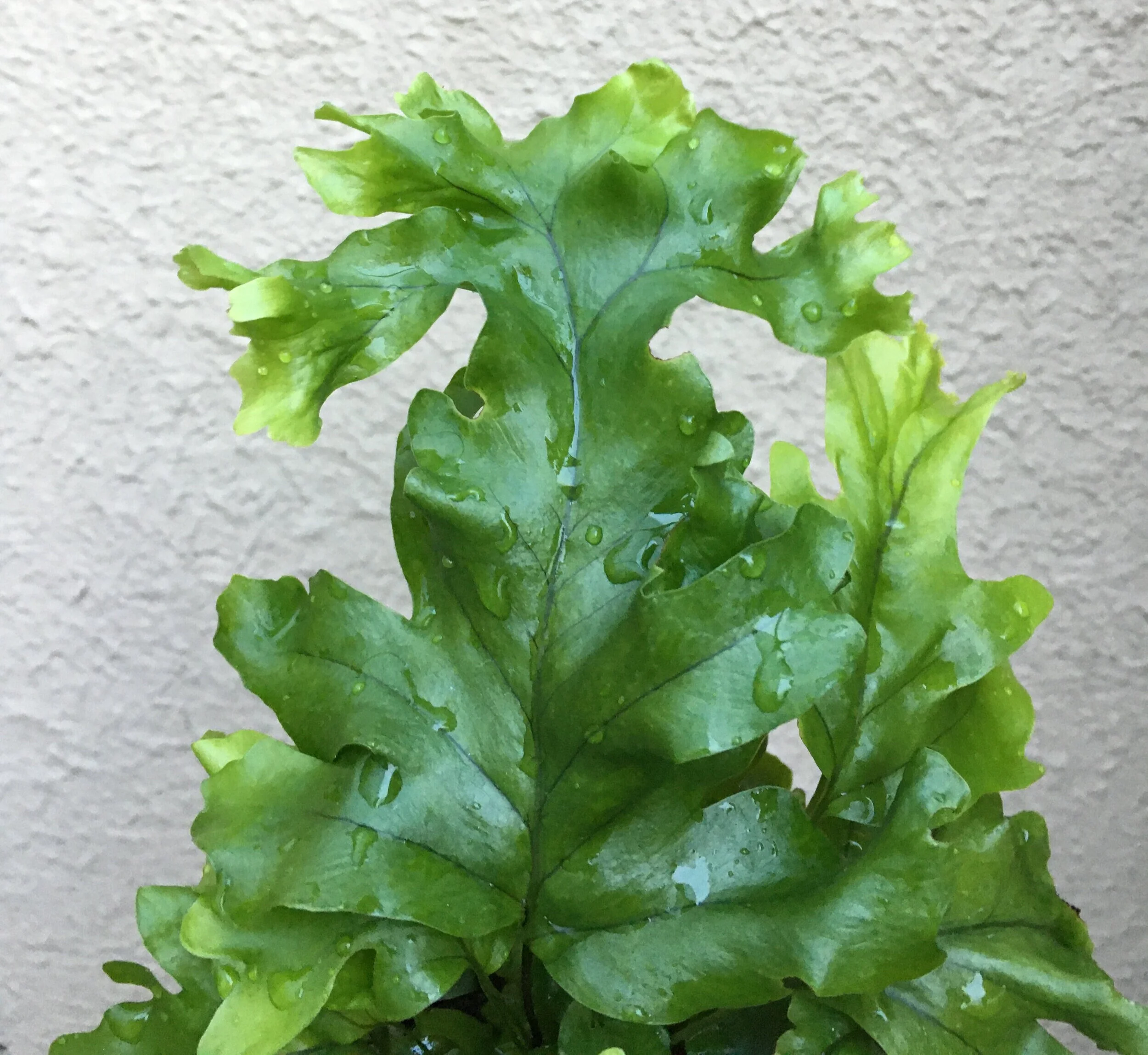 Ferns — Fancy Fronds Nursery