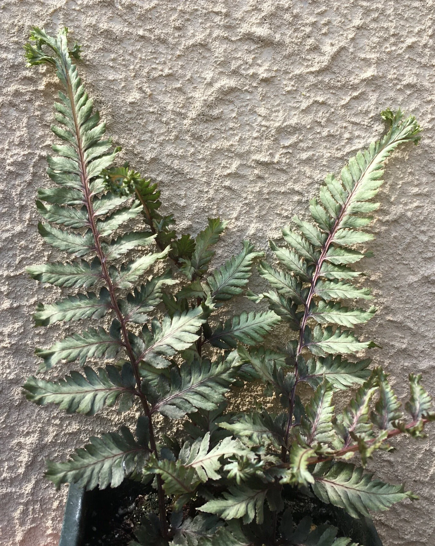 Ferns — Fancy Fronds Nursery