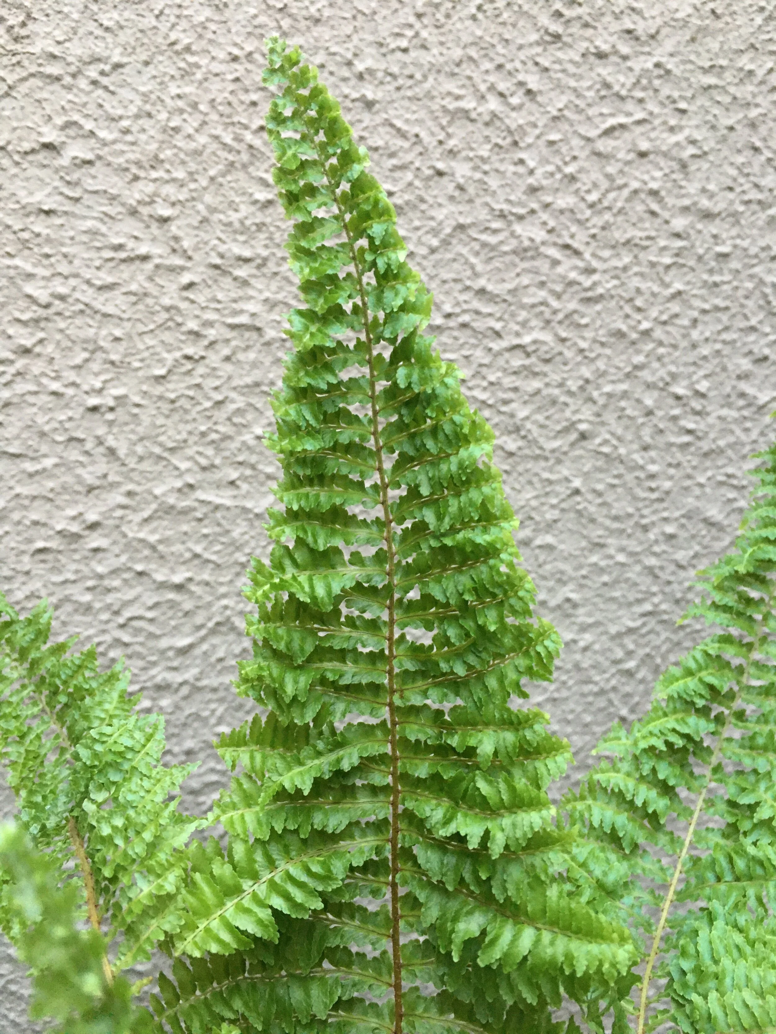 Ferns — Fancy Fronds Nursery