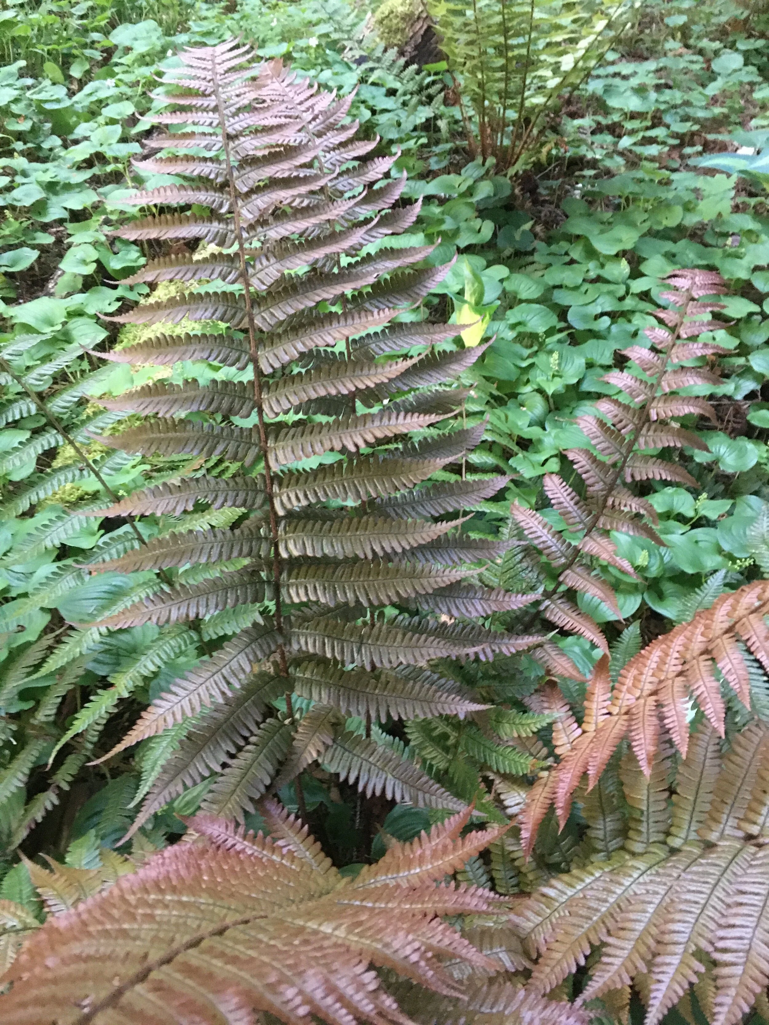 Sunset Fern (Dryopteris lepidopoda) — Fancy Fronds Nursery