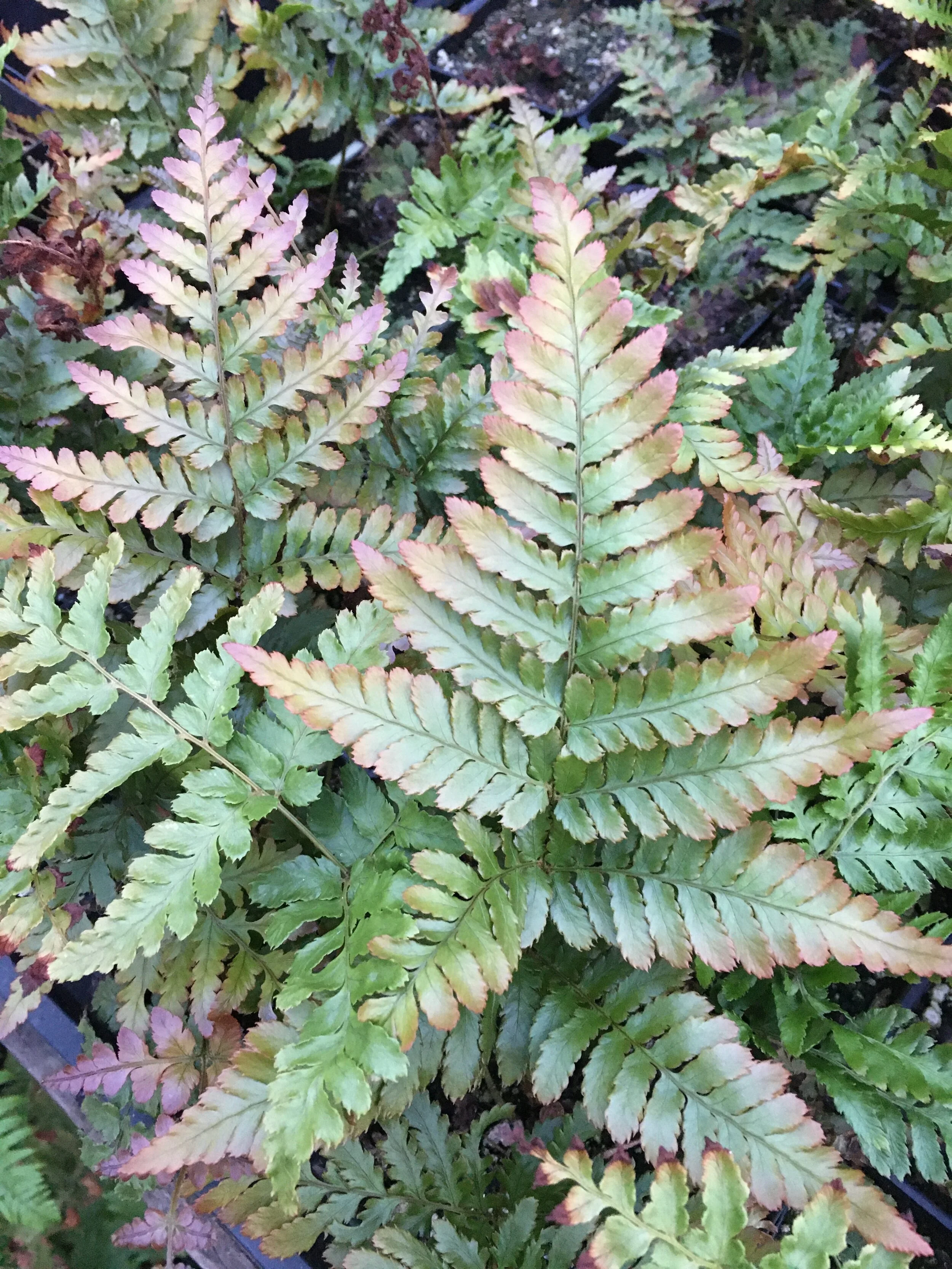 Ferns — Fancy Fronds Nursery