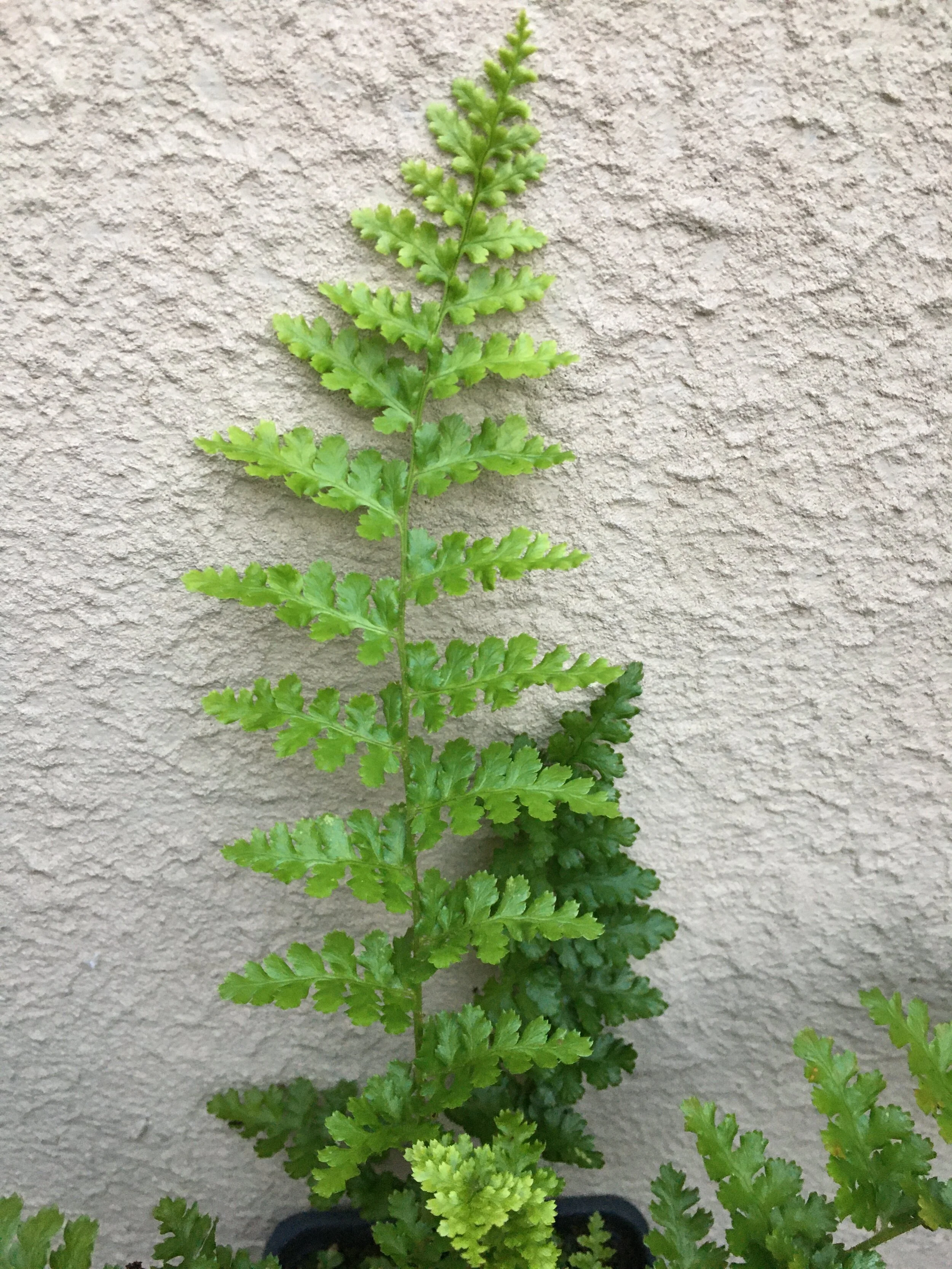 Ferns — Fancy Fronds Nursery