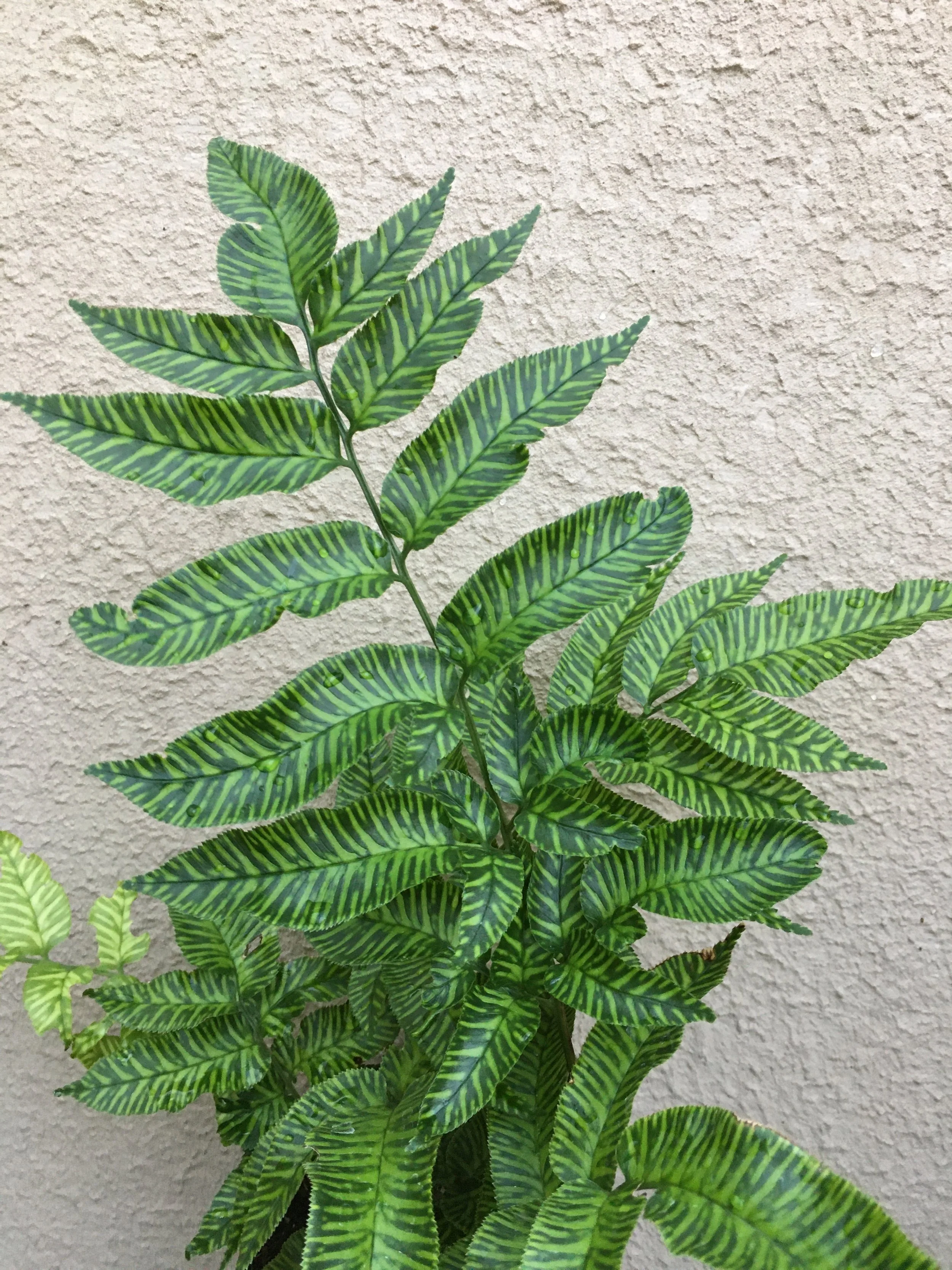 Ferns — Fancy Fronds Nursery