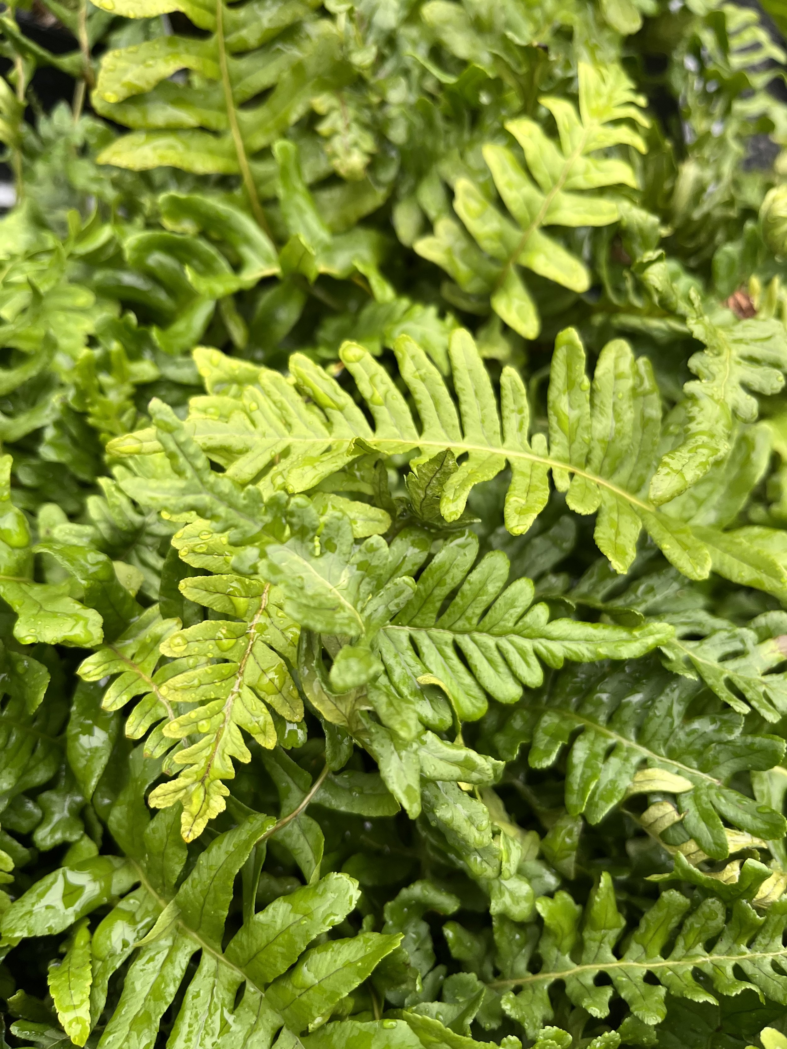 Ferns — Fancy Fronds Nursery