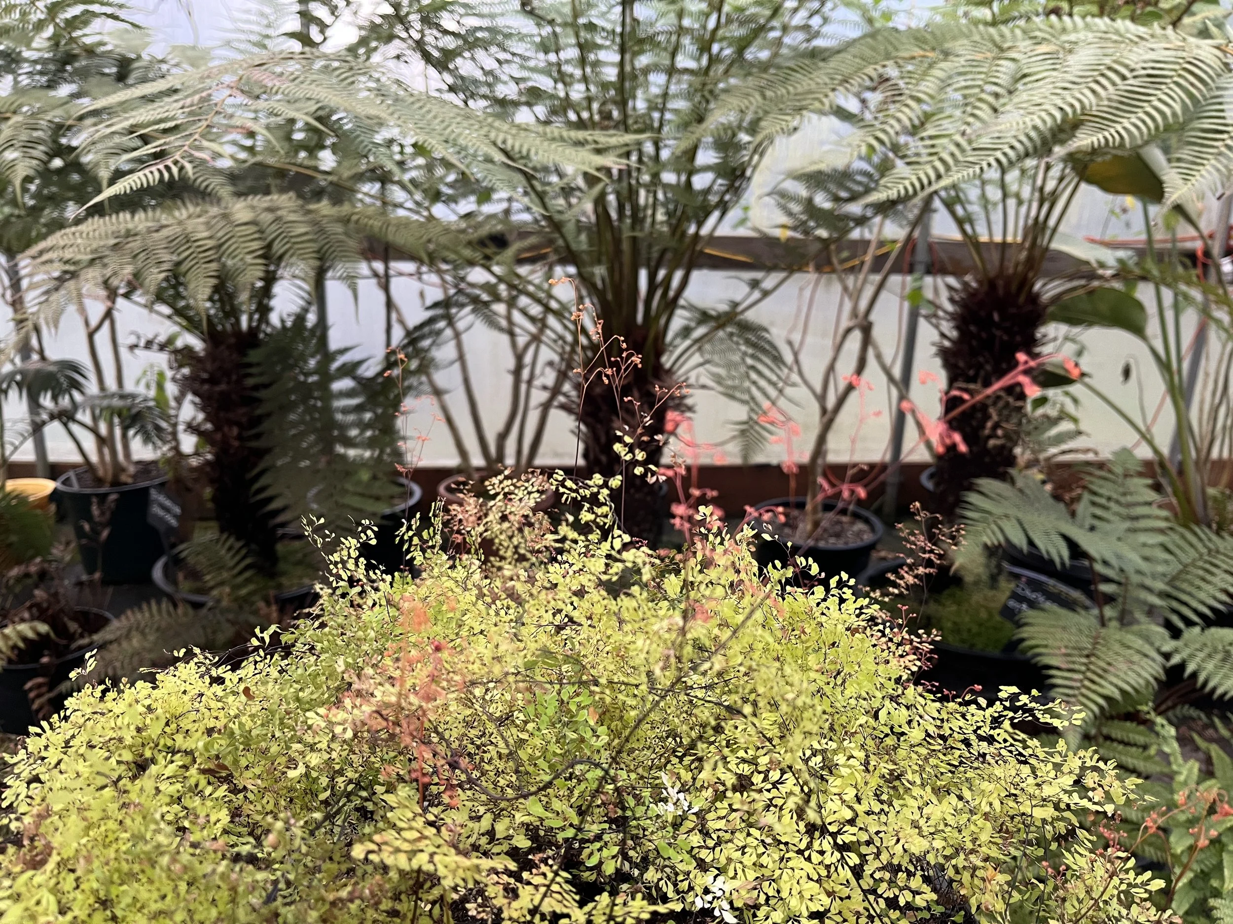 Ferns — Fancy Fronds Nursery