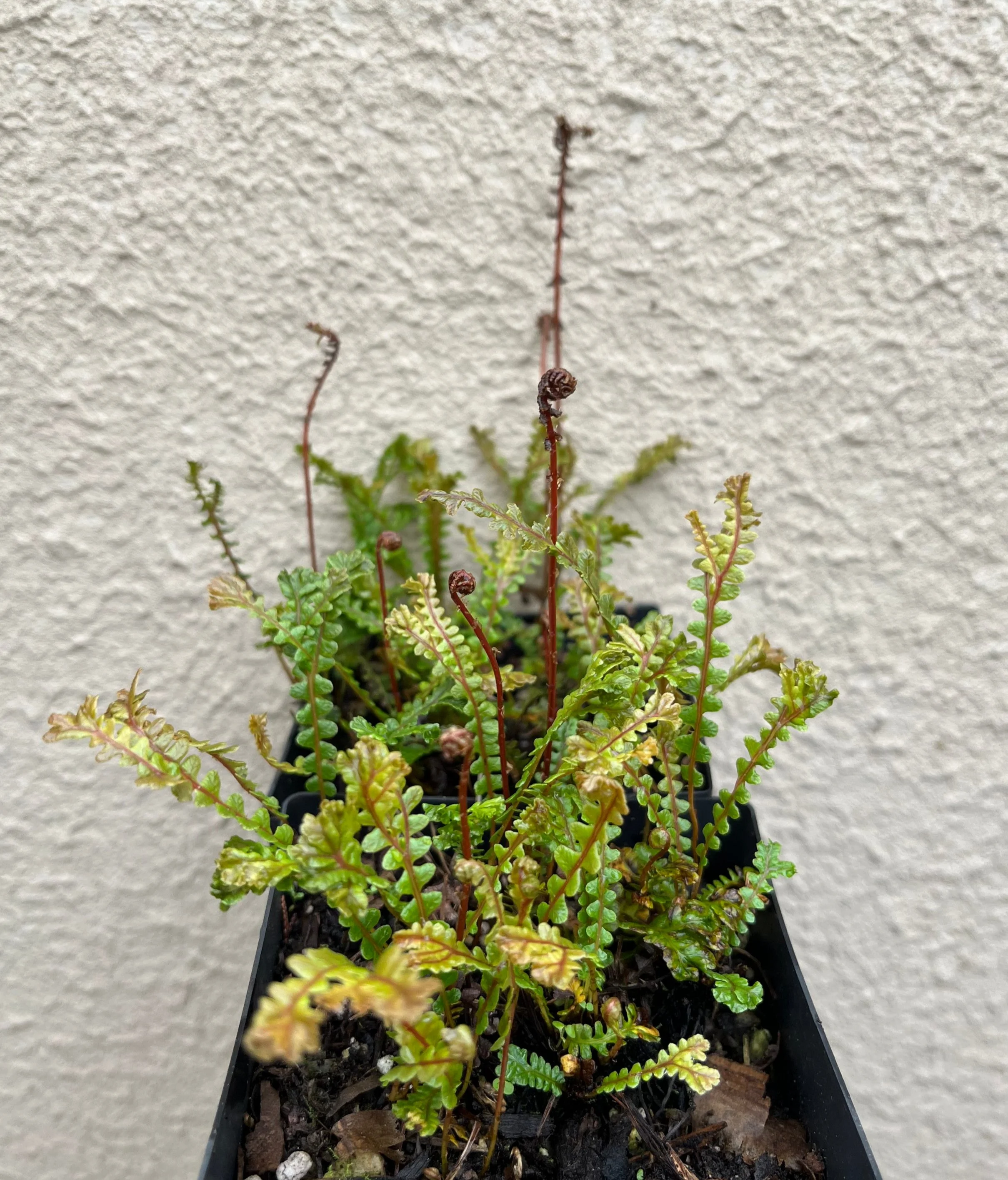 Ferns — Fancy Fronds Nursery