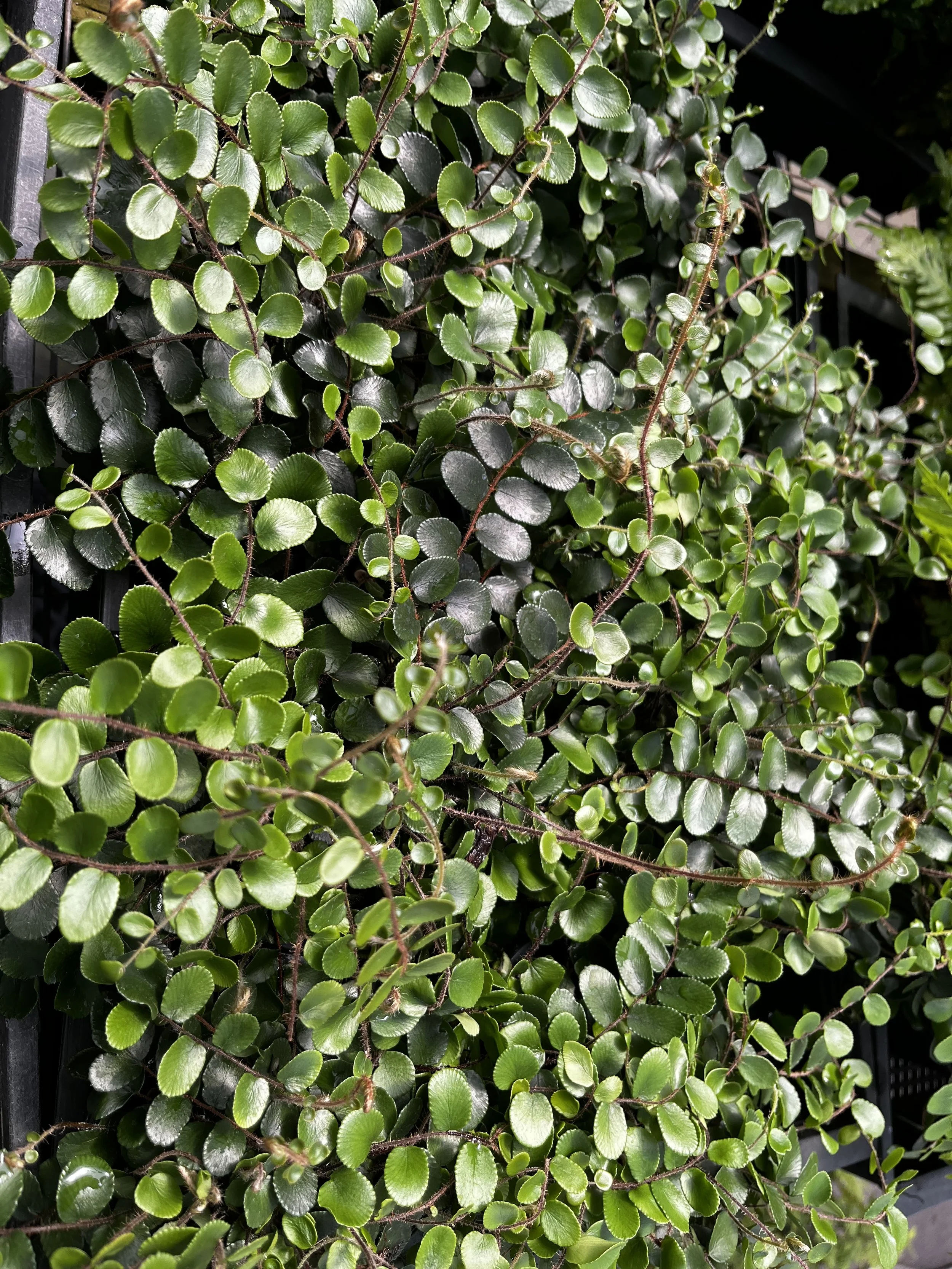 Button Fern (Pellaea rotundifolia) — Fancy Fronds Nursery