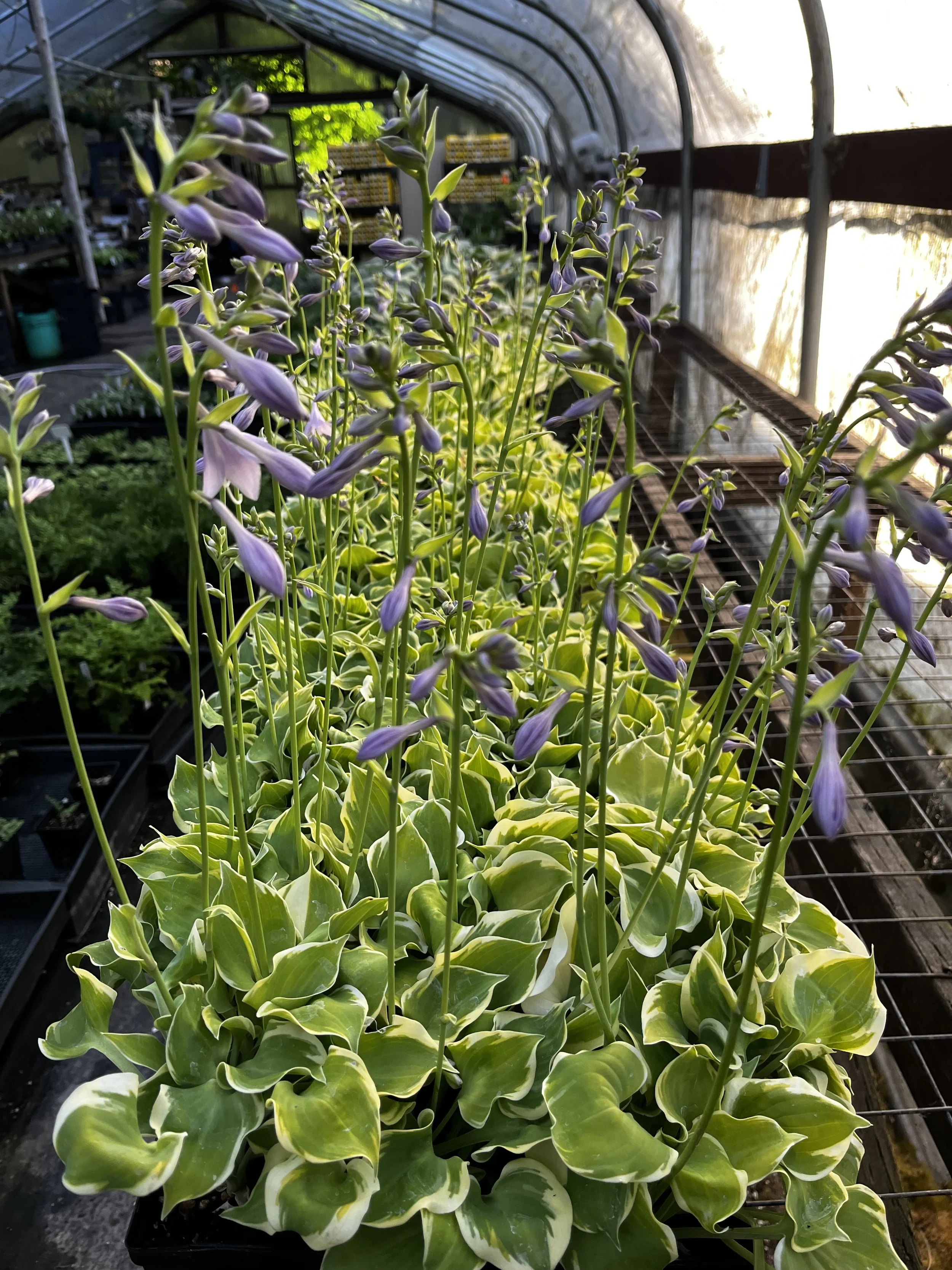 Hosta 'Lakeside Scamp' (Variegated Dwarf Plantain Lily) — Fancy Fronds ...