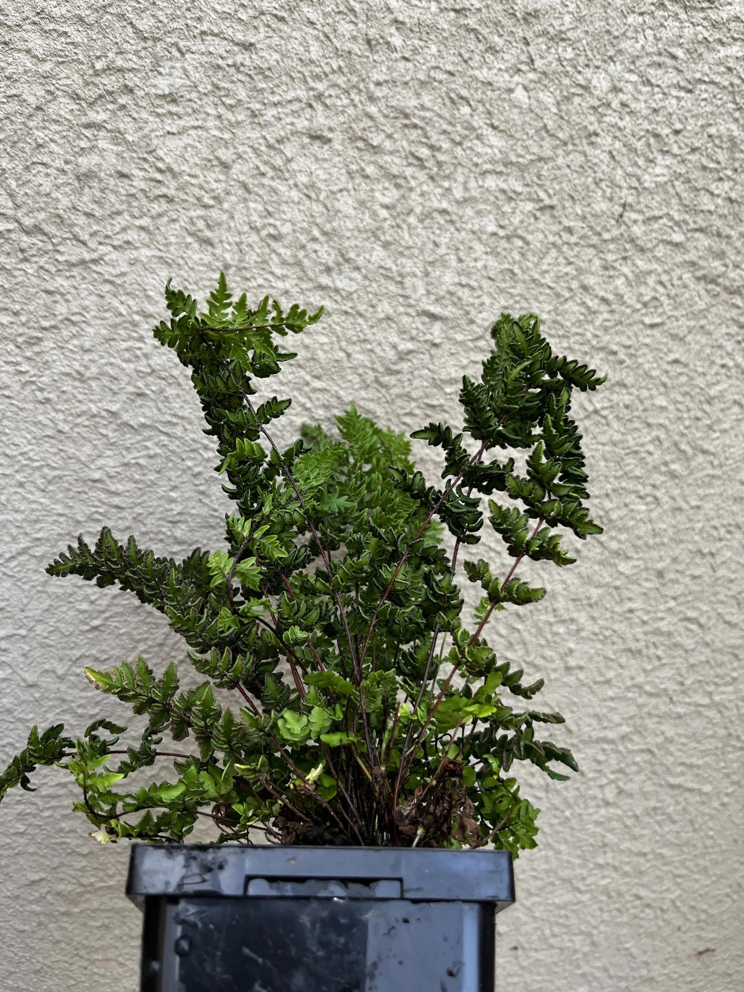 Mulga Fern or Poison Rock Fern (Cheilantes sieberi) — Fancy Fronds Nursery
