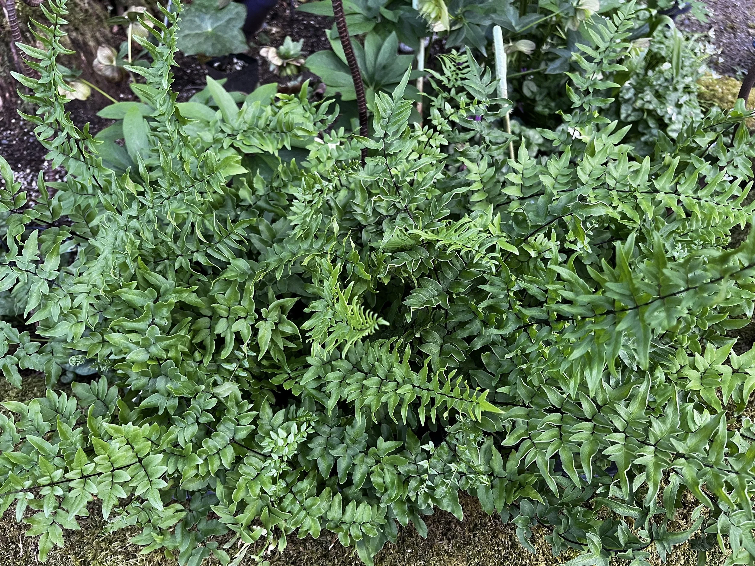 Cliff Brake Fern (Pellaea hastata) — Fancy Fronds Nursery