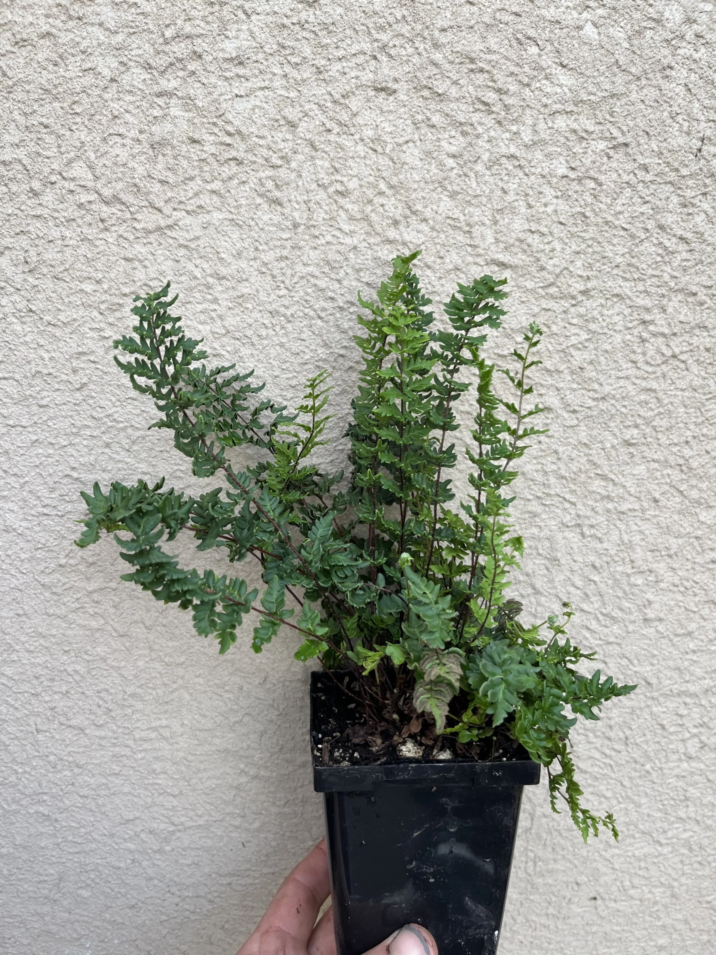 Mulga Fern or Poison Rock Fern (Cheilantes sieberi) — Fancy Fronds Nursery