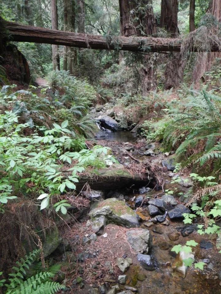 Top 10 Marin County Waterfall Hikes — Ronnie's Awesome List