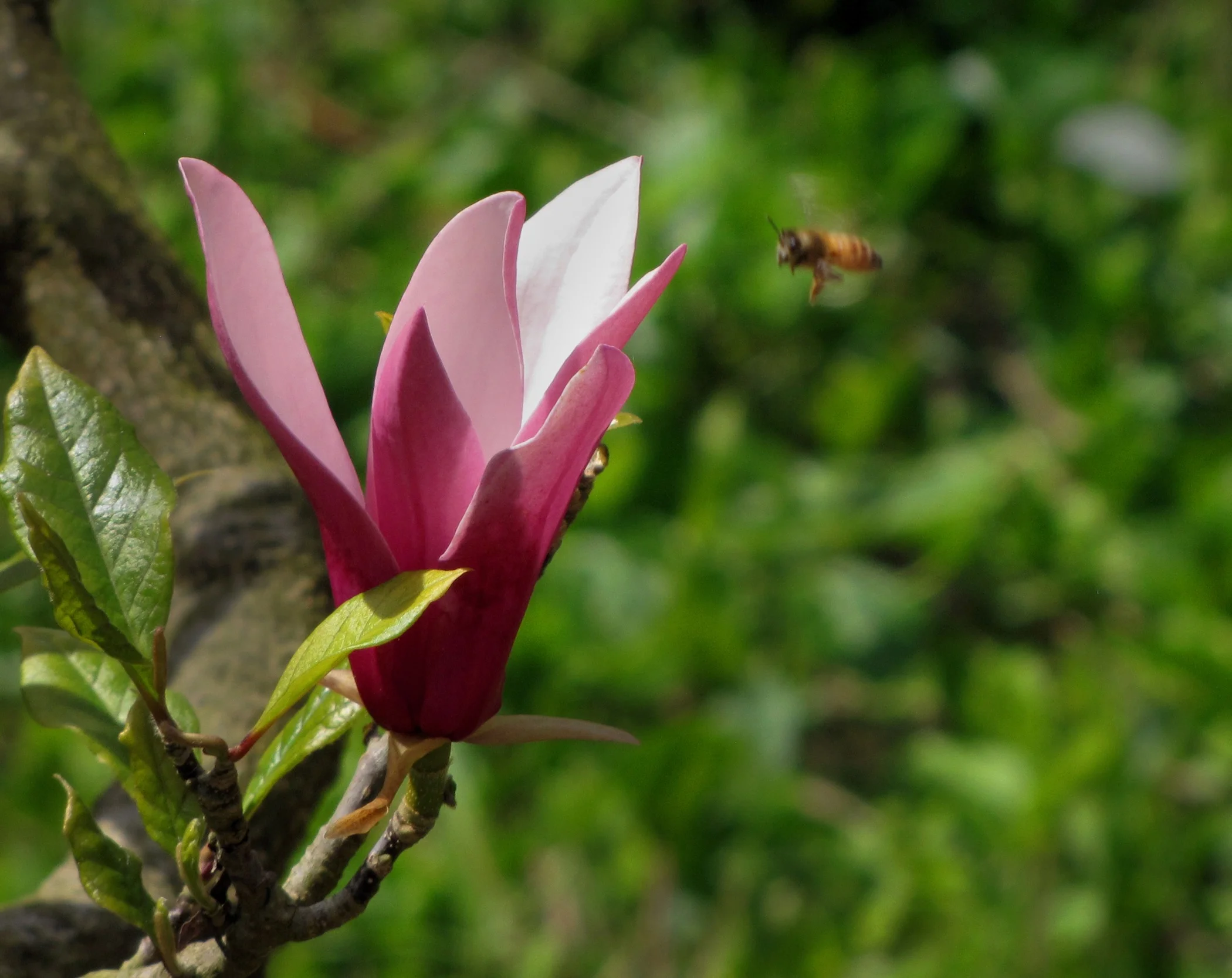San Francisco Botanical Garden’s Magnificent Magnolia Bloom — Ronnie's ...