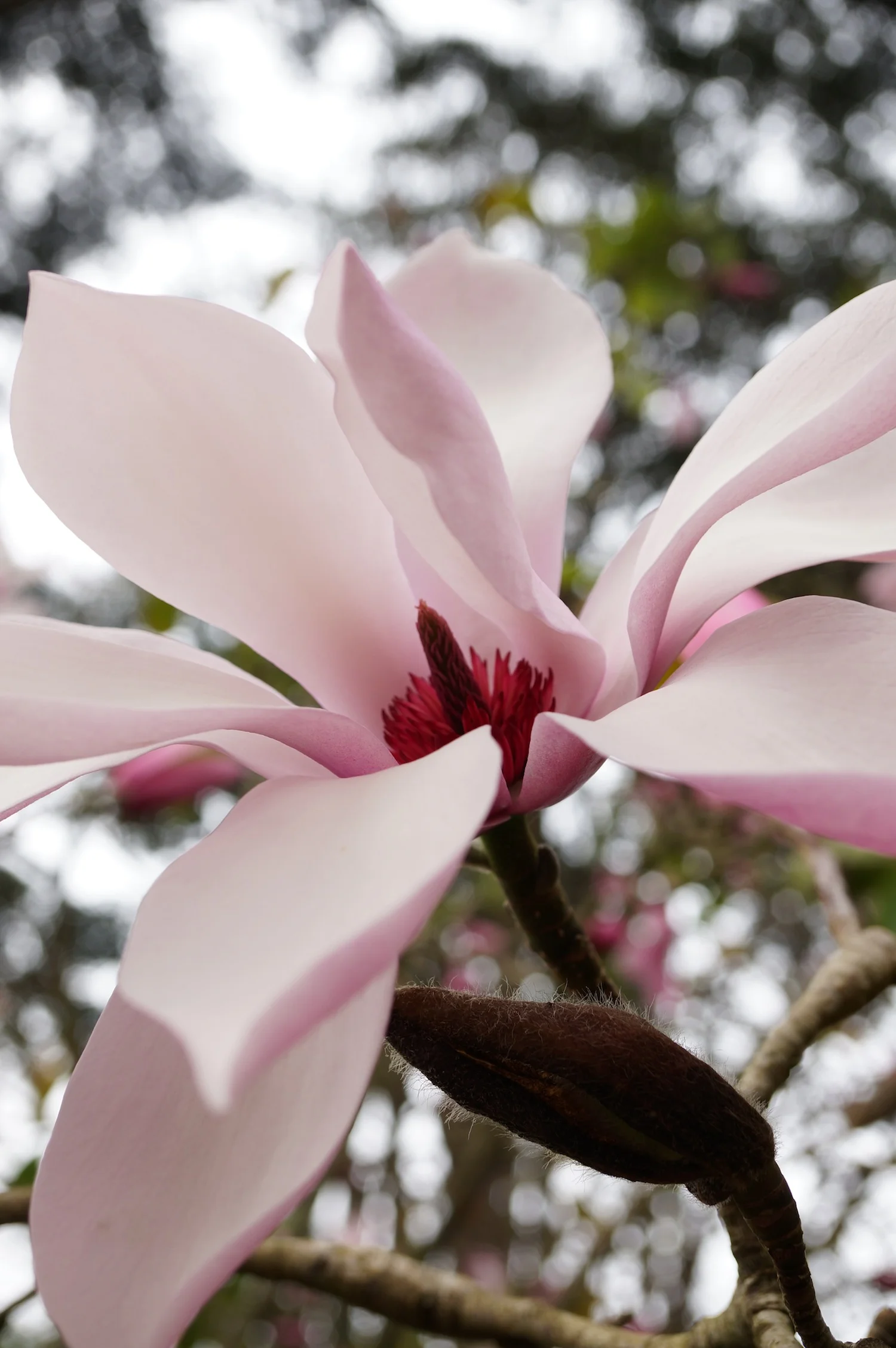 San Francisco Botanical Garden’s Magnificent Magnolia Bloom — Ronnie's ...
