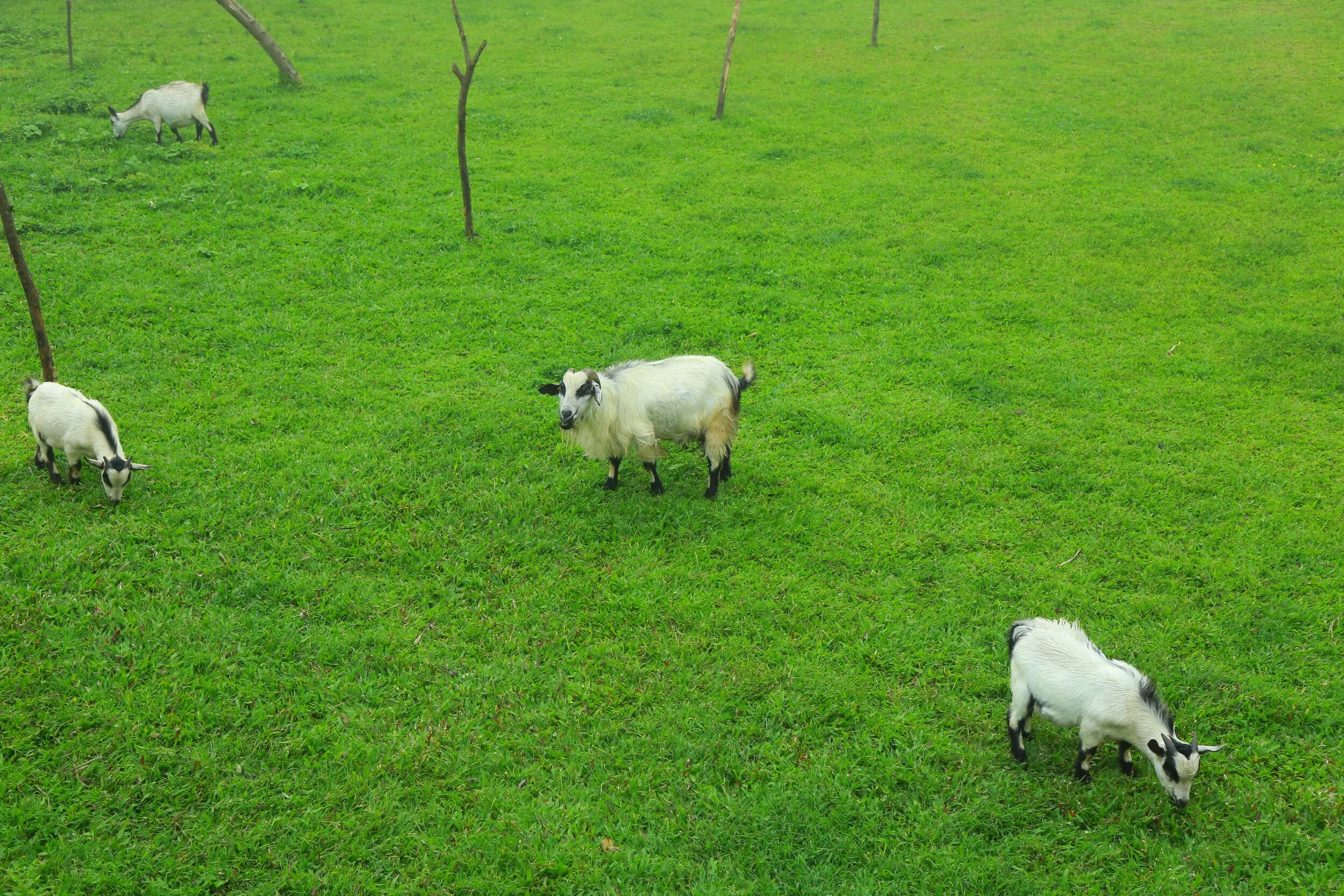 Explore the California Cheese Trail — Ronnie's Awesome List