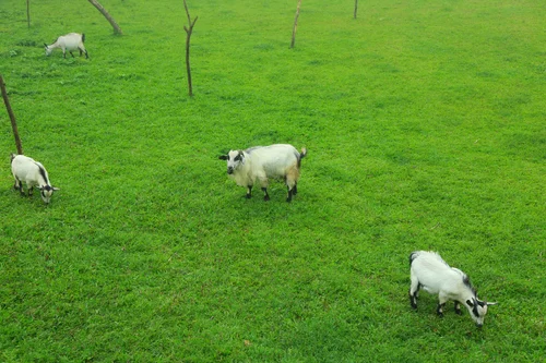 Explore the California Cheese Trail — Ronnie's Awesome List