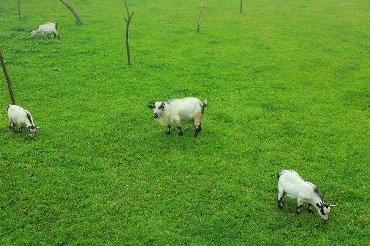 Explore the California Cheese Trail — Ronnie's Awesome List