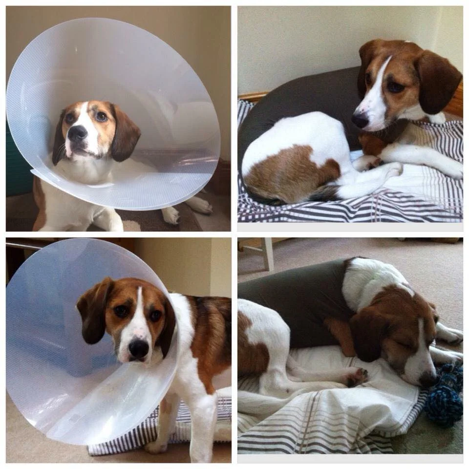 DogEase pet recovery suits. DogEase Animal Wound Protection ...