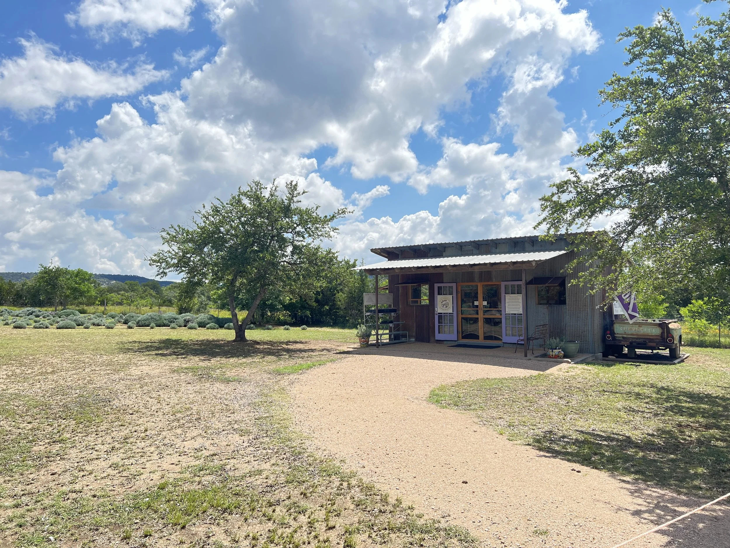Hill Country Lavender