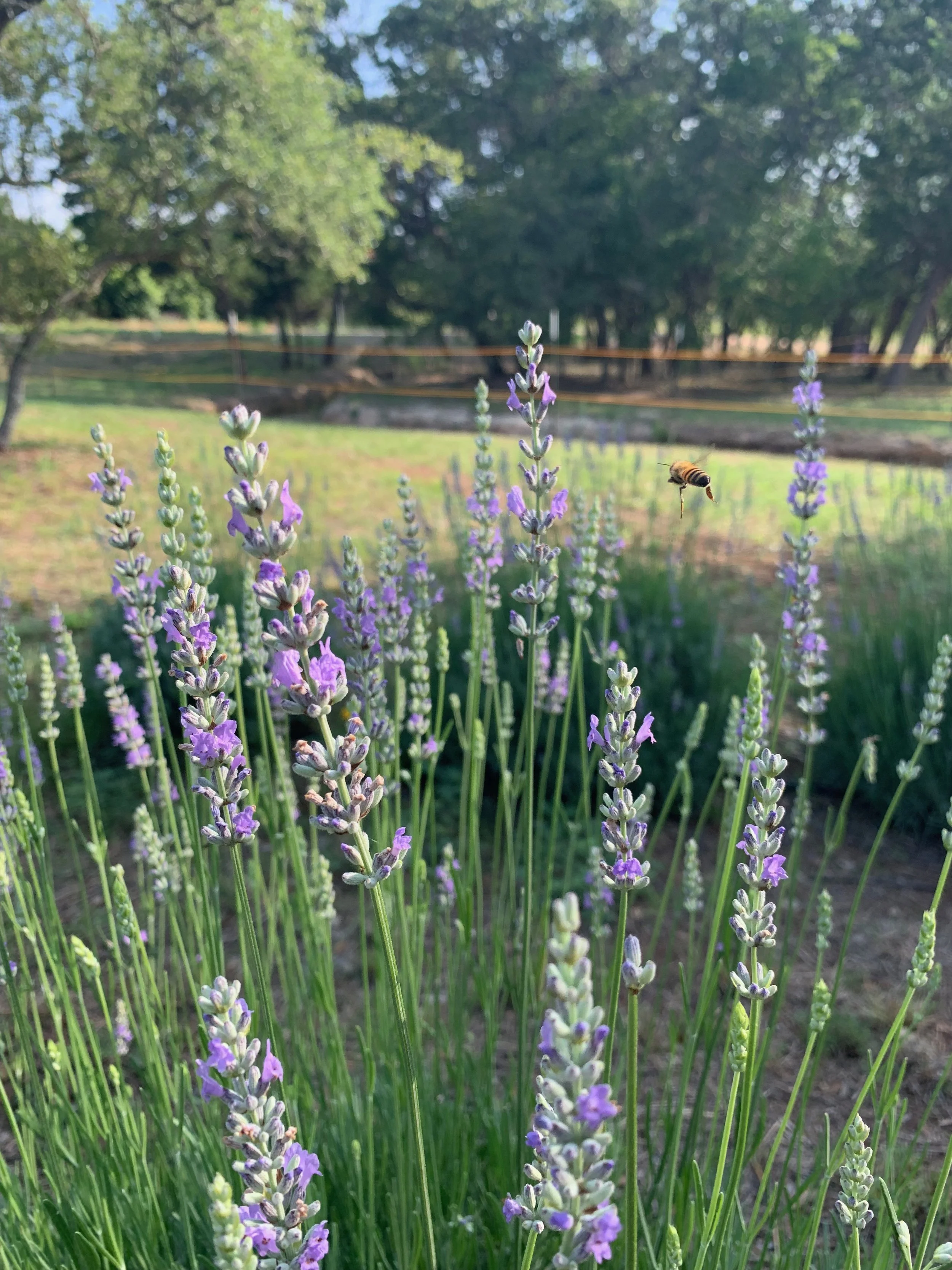 New Location — Hill Country Lavender