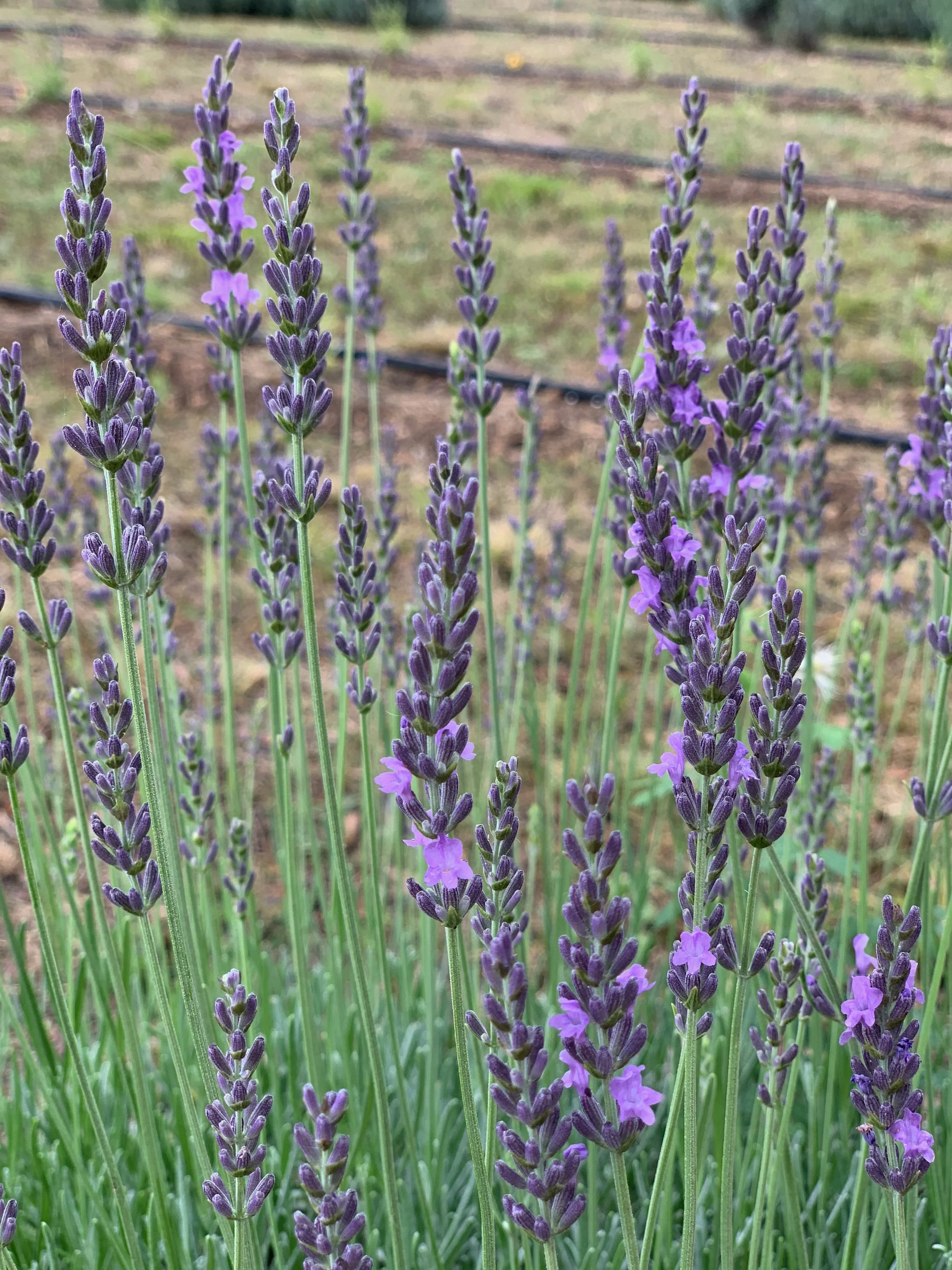 New Location — Hill Country Lavender
