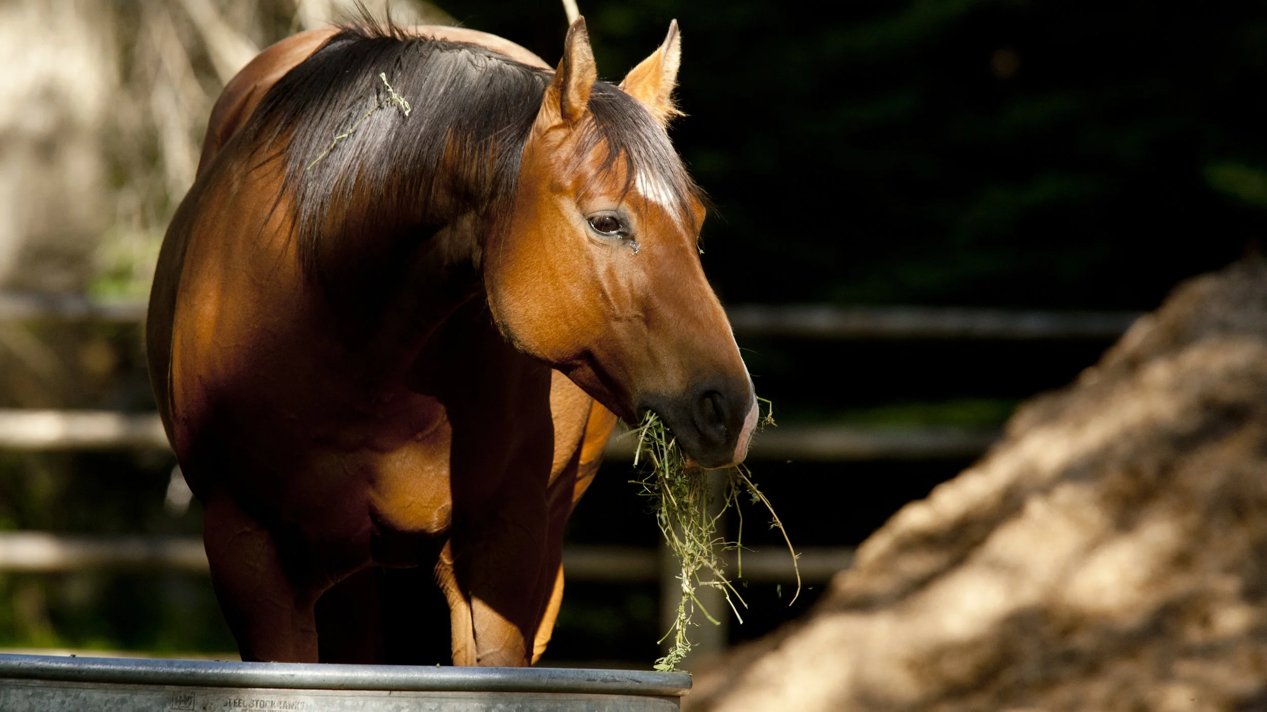 Hindgut acidosis in horses - symptoms and treatment — Pryde's EasiFeed ...