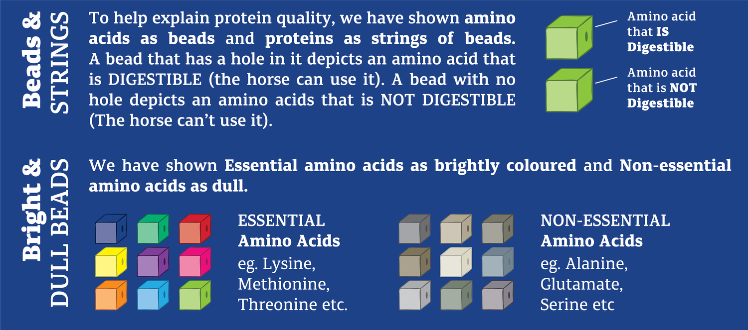 The best protein for your horse | Pryde's EasiFeed — Pryde's EasiFeed ...