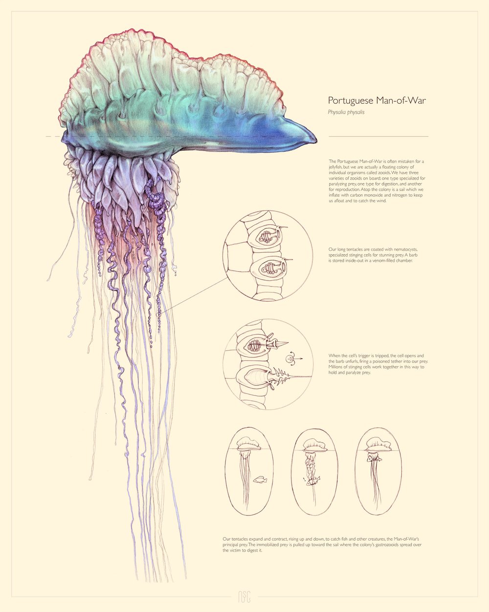 Portuguese Man Of War Diagram