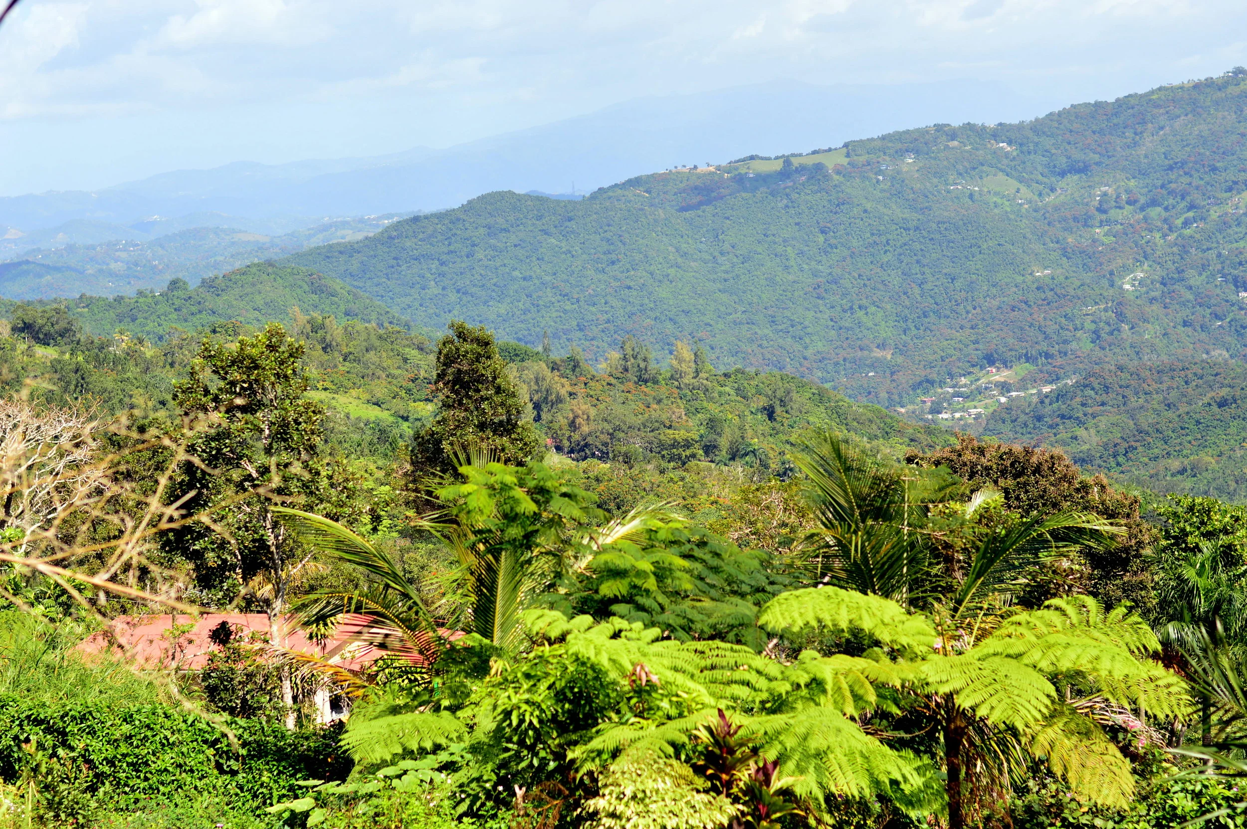 Embroidered Top: Guavate, Puerto Rico — Miss Minus Sized