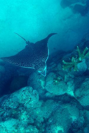 Tetepare Island, in the Western Province of the Solomon Islands, the ...