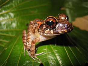 Tetepare Island, in the Western Province of the Solomon Islands, the ...