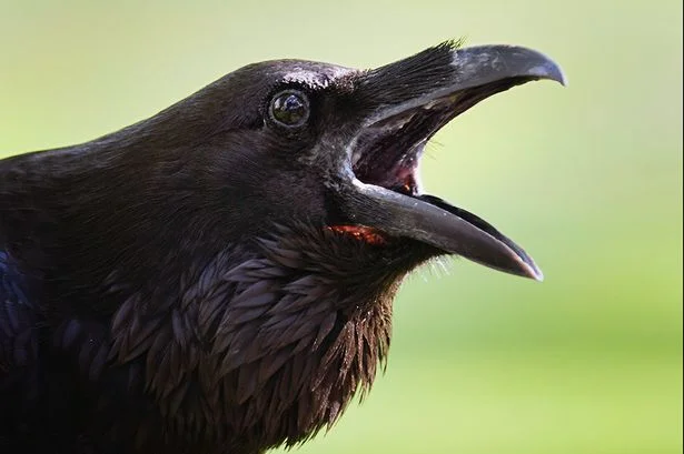 Crow Beak Open