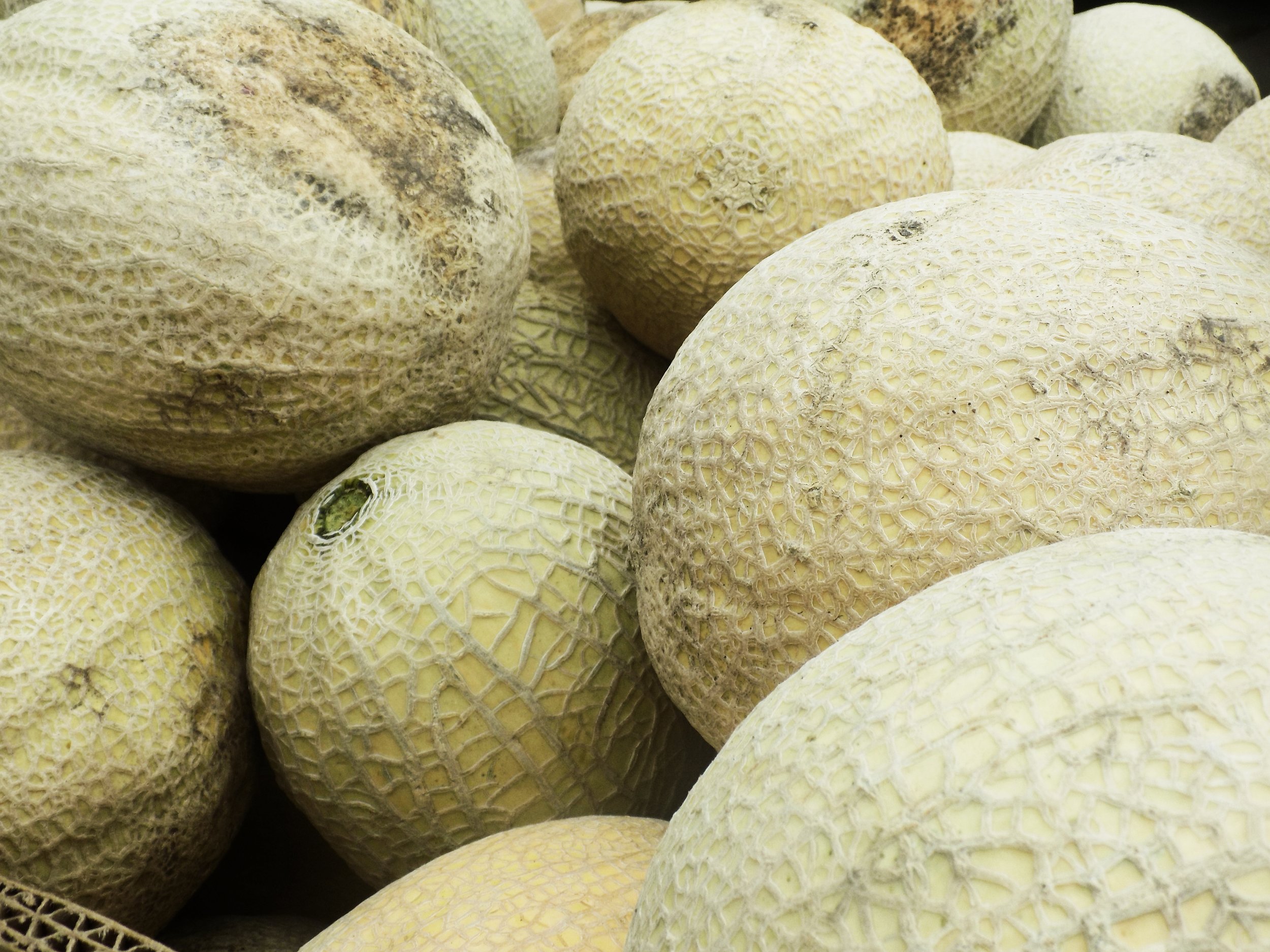The Howell Melon Turns 100! — Howell Melon Festival