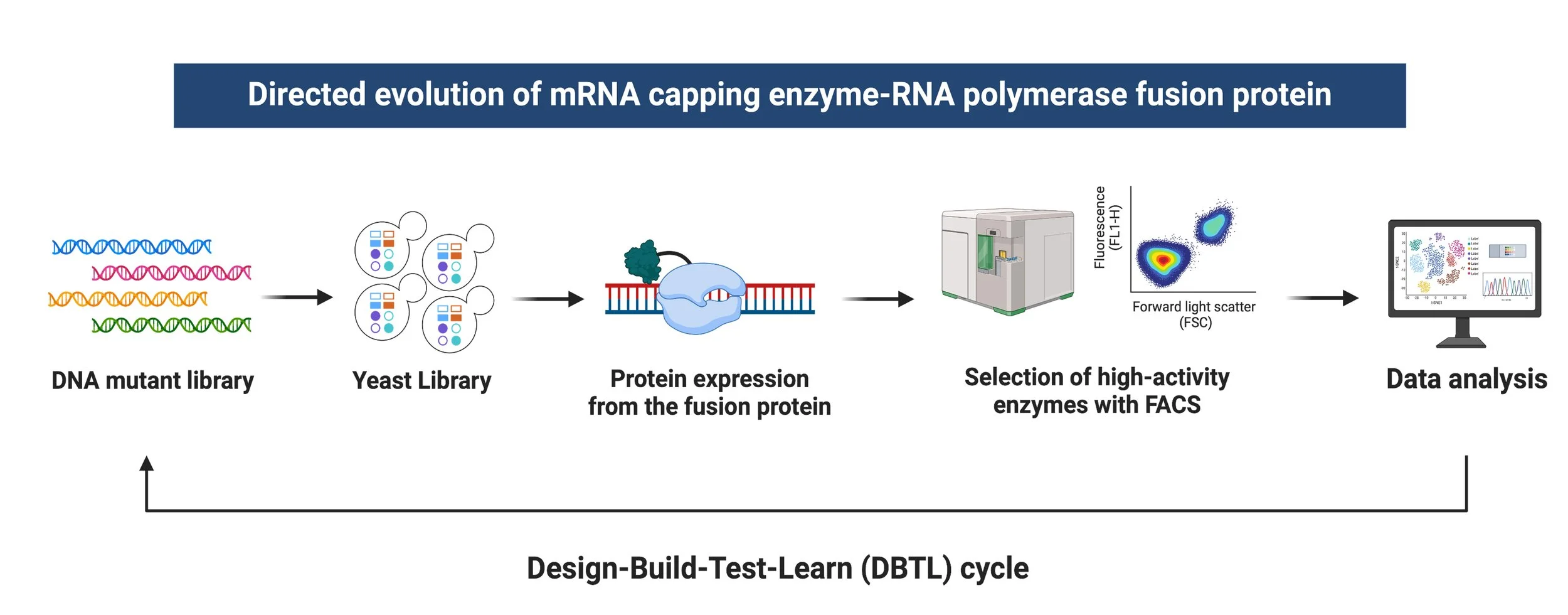 mRNA Capping Enzyme — The Ellington Lab