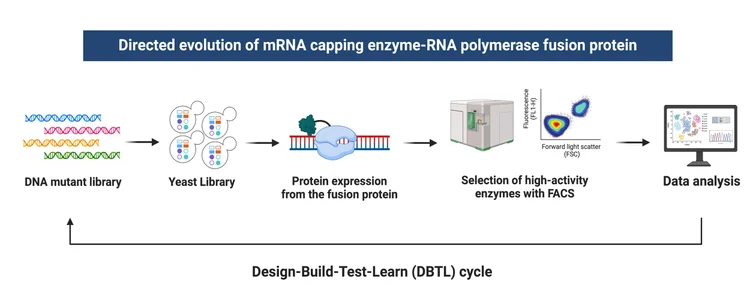mRNA Capping Enzyme — The Ellington Lab
