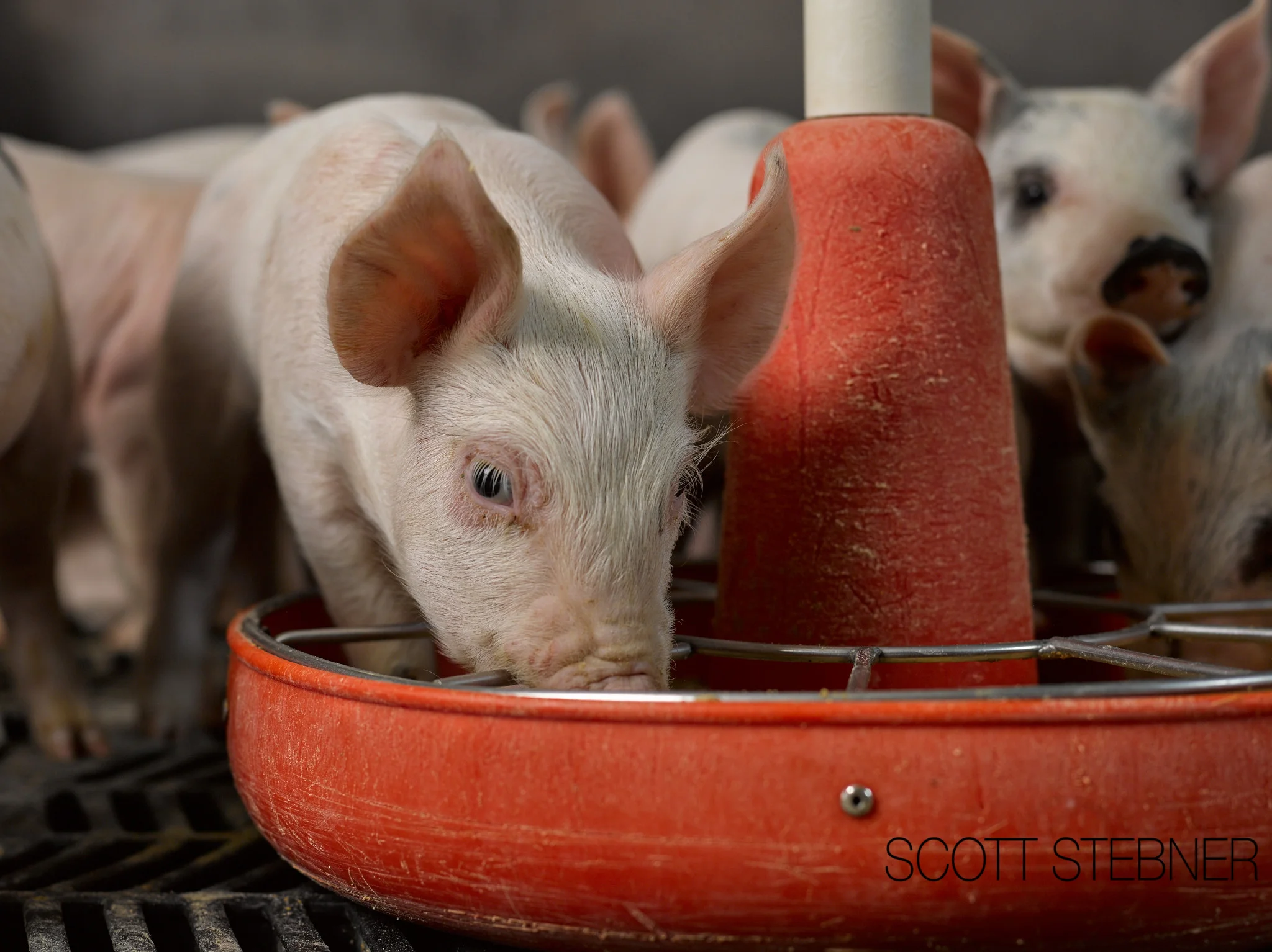 Photographing an American Hog Farm — Scott Stebner