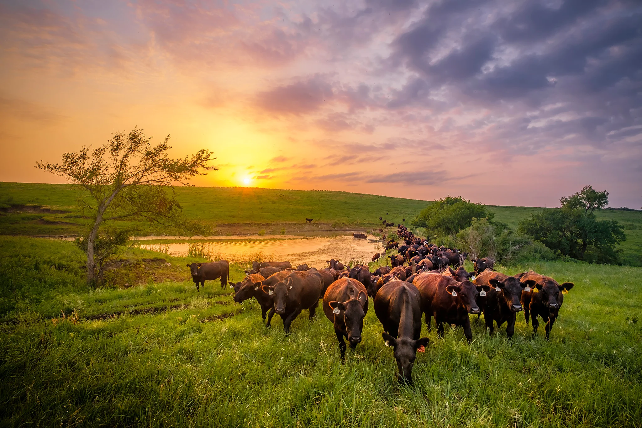 Farm and Rancher Photographer — Scott Stebner