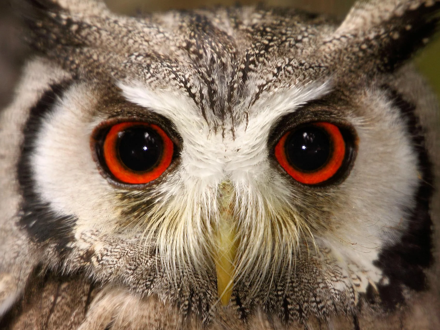 What is wildlife rehabilitation? — Urban Utopia Wildlife Rehabilitation