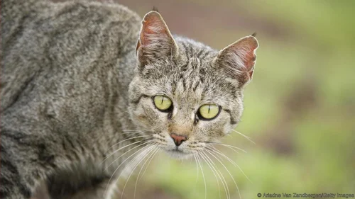 African Cats — African Cat Project