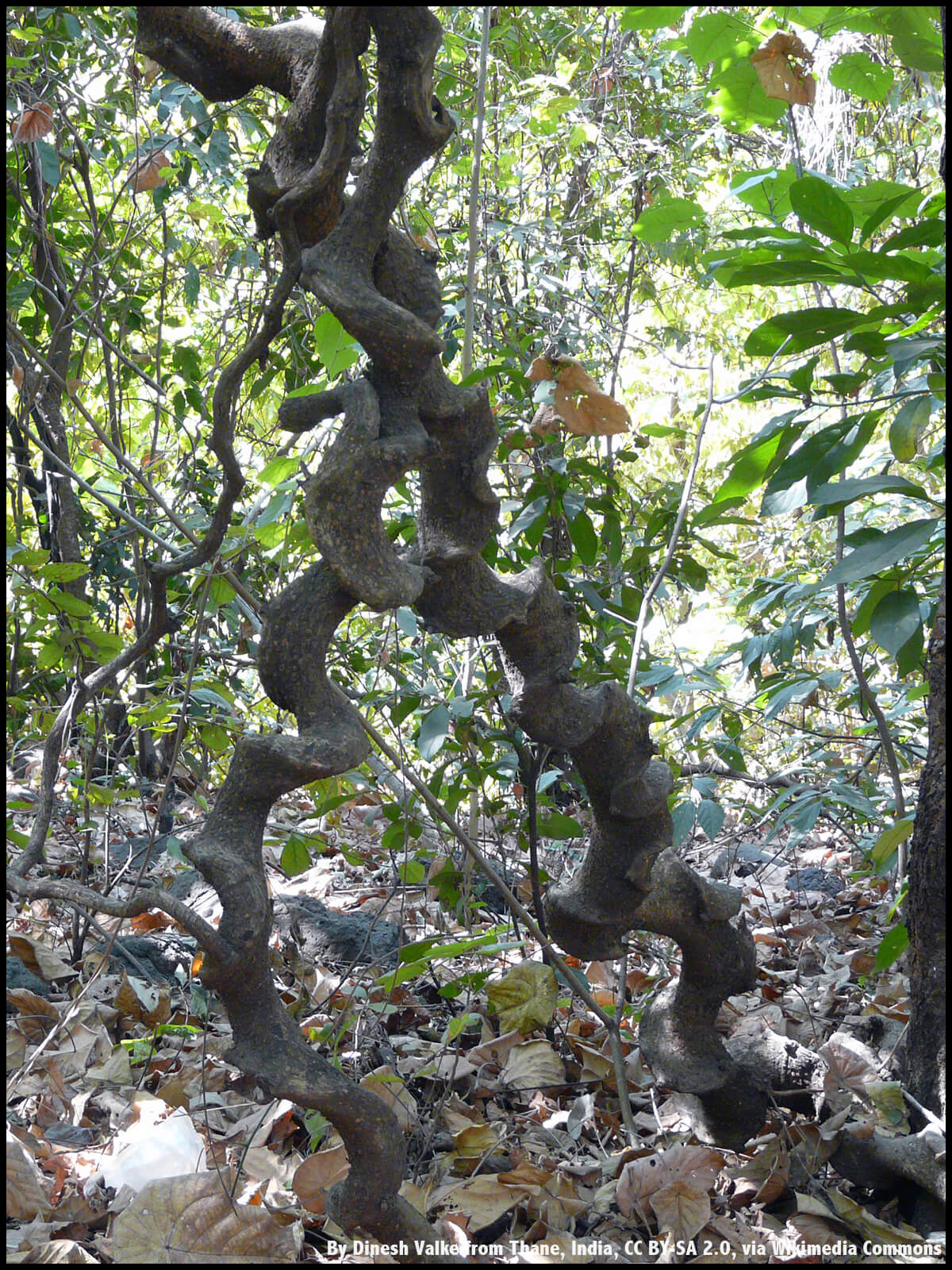 Entada rheedii — The Seedy Business