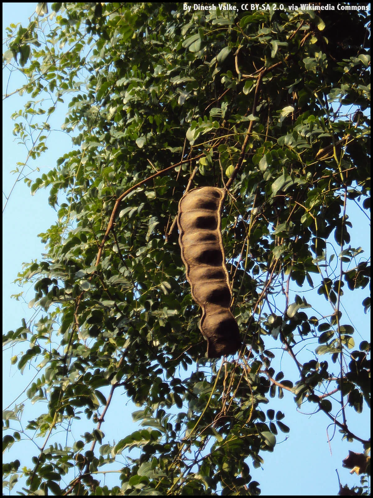 Entada rheedii — The Seedy Business