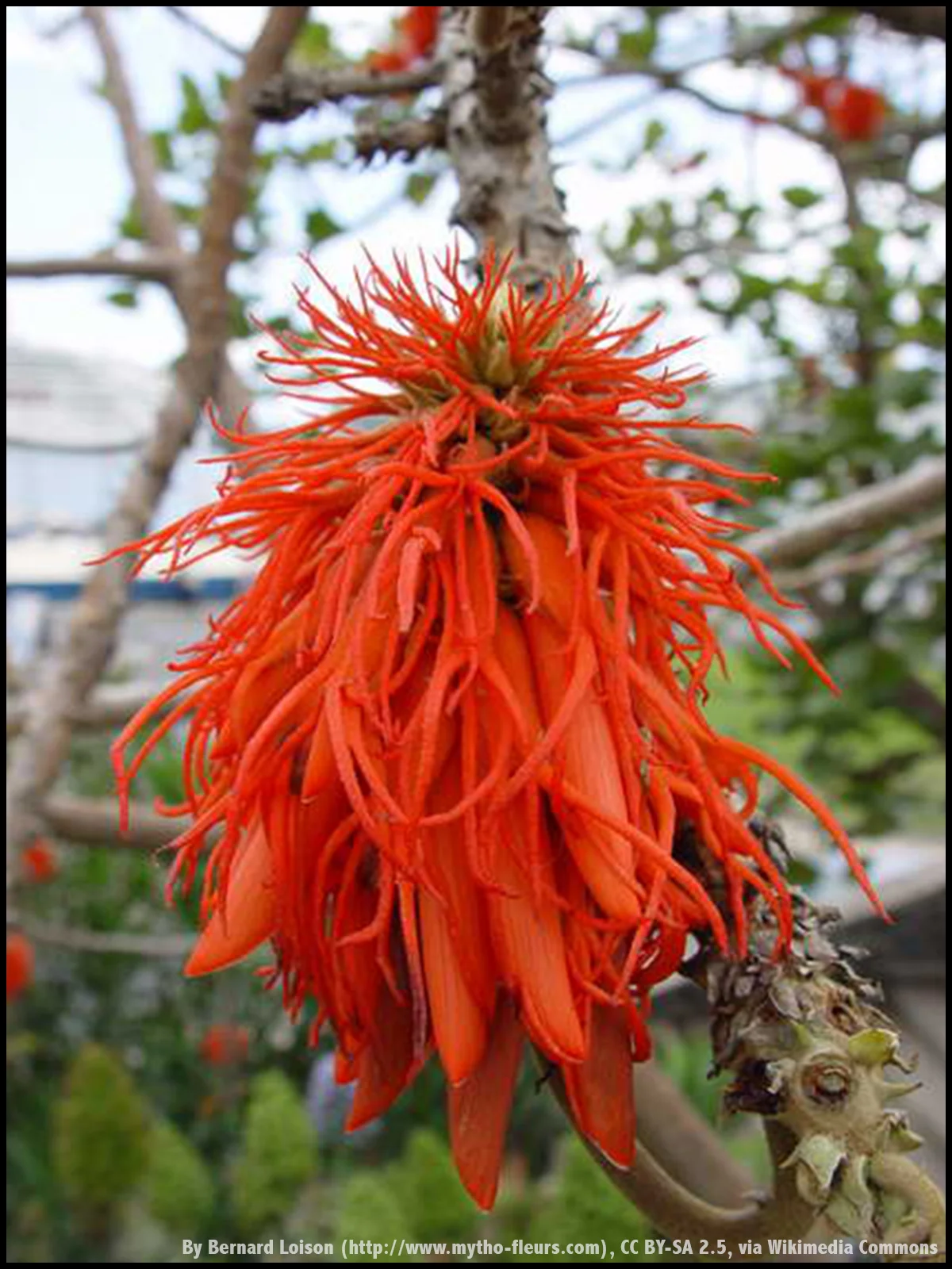 Erythrina abyssinica — The Seedy Business