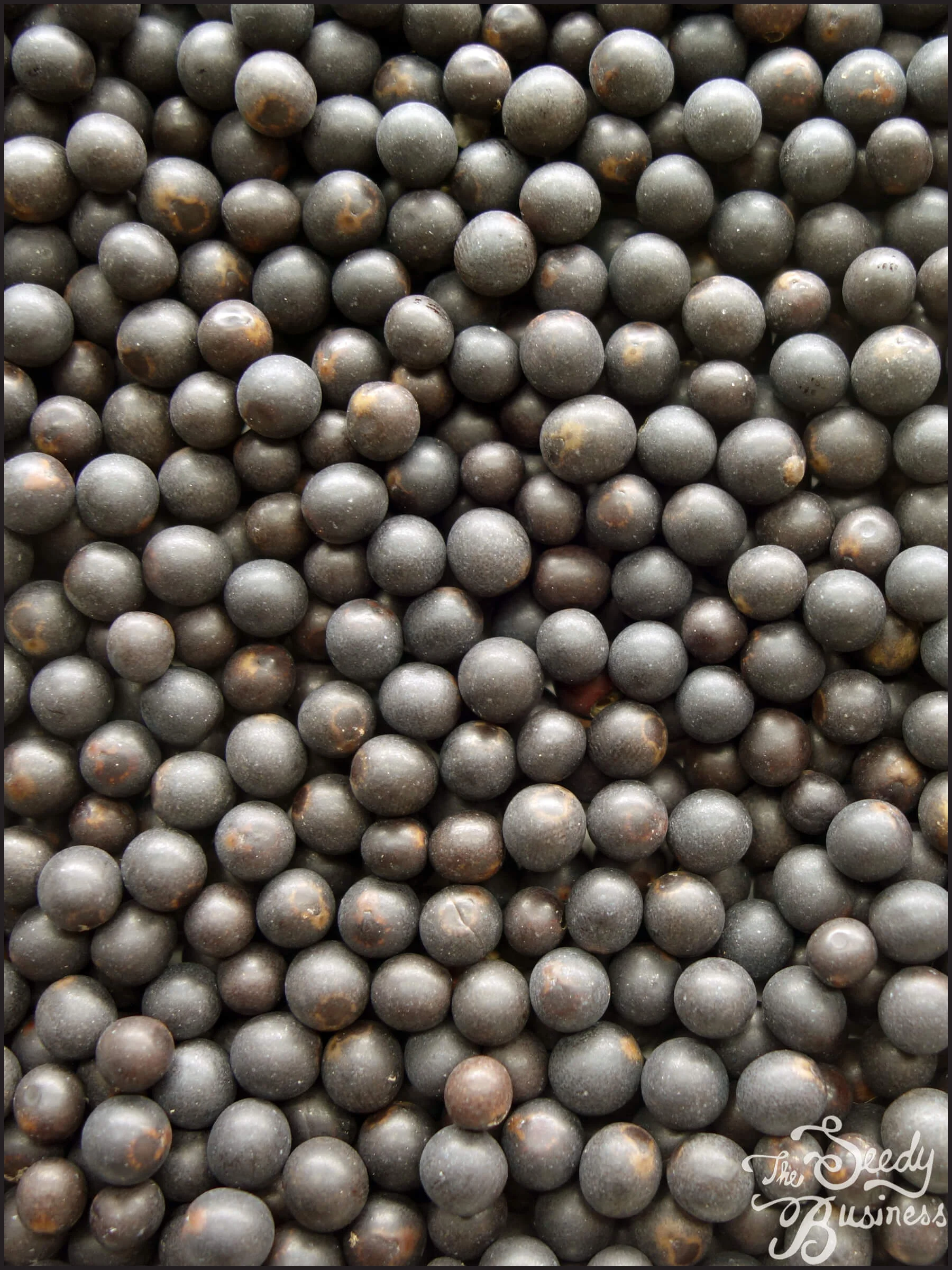 Canna indica — The Seedy Business