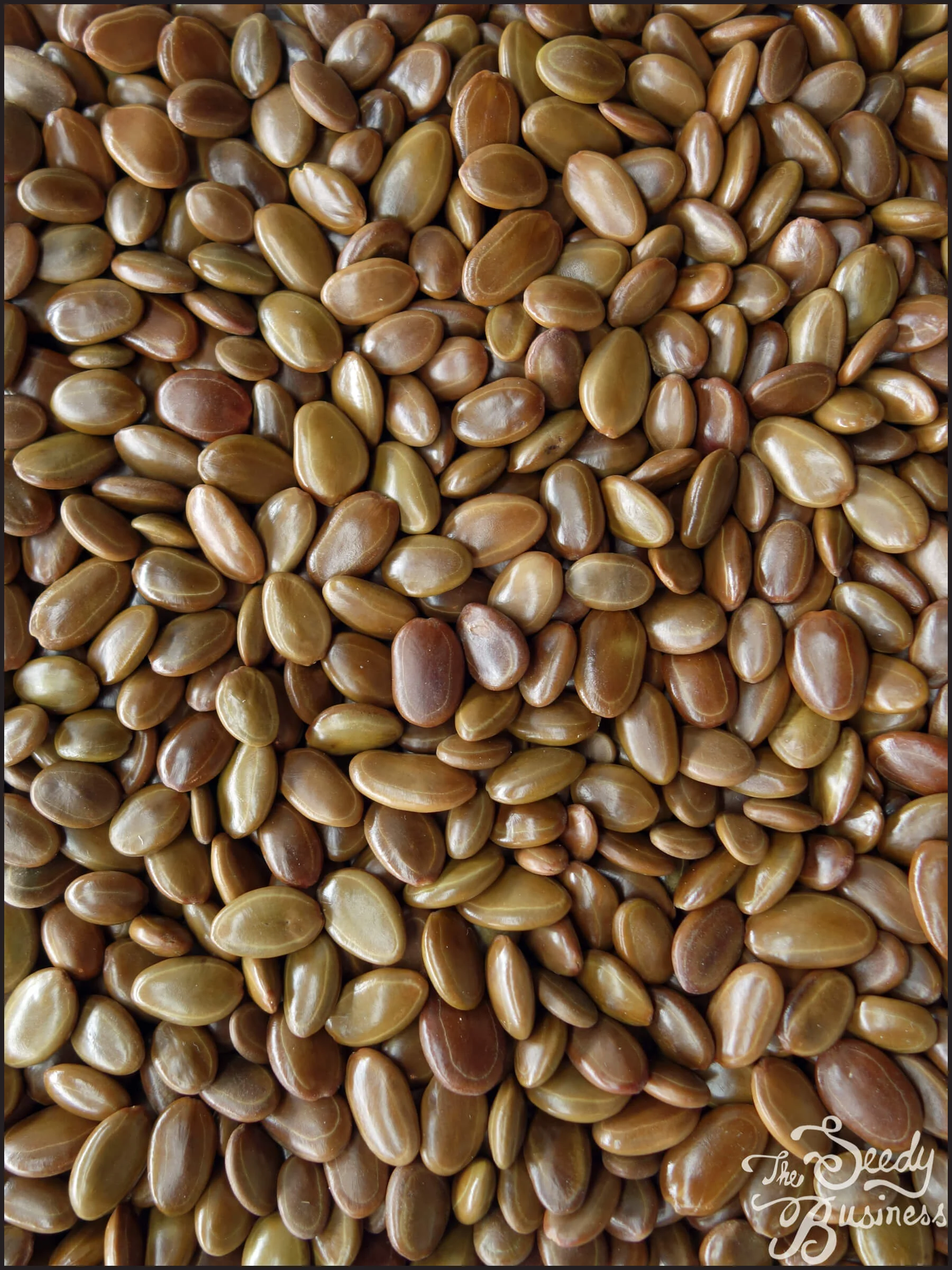 Faidherbia albida — The Seedy Business