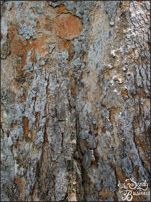 A Tree Made of Stone: Milicia excelsa — The Seedy Business