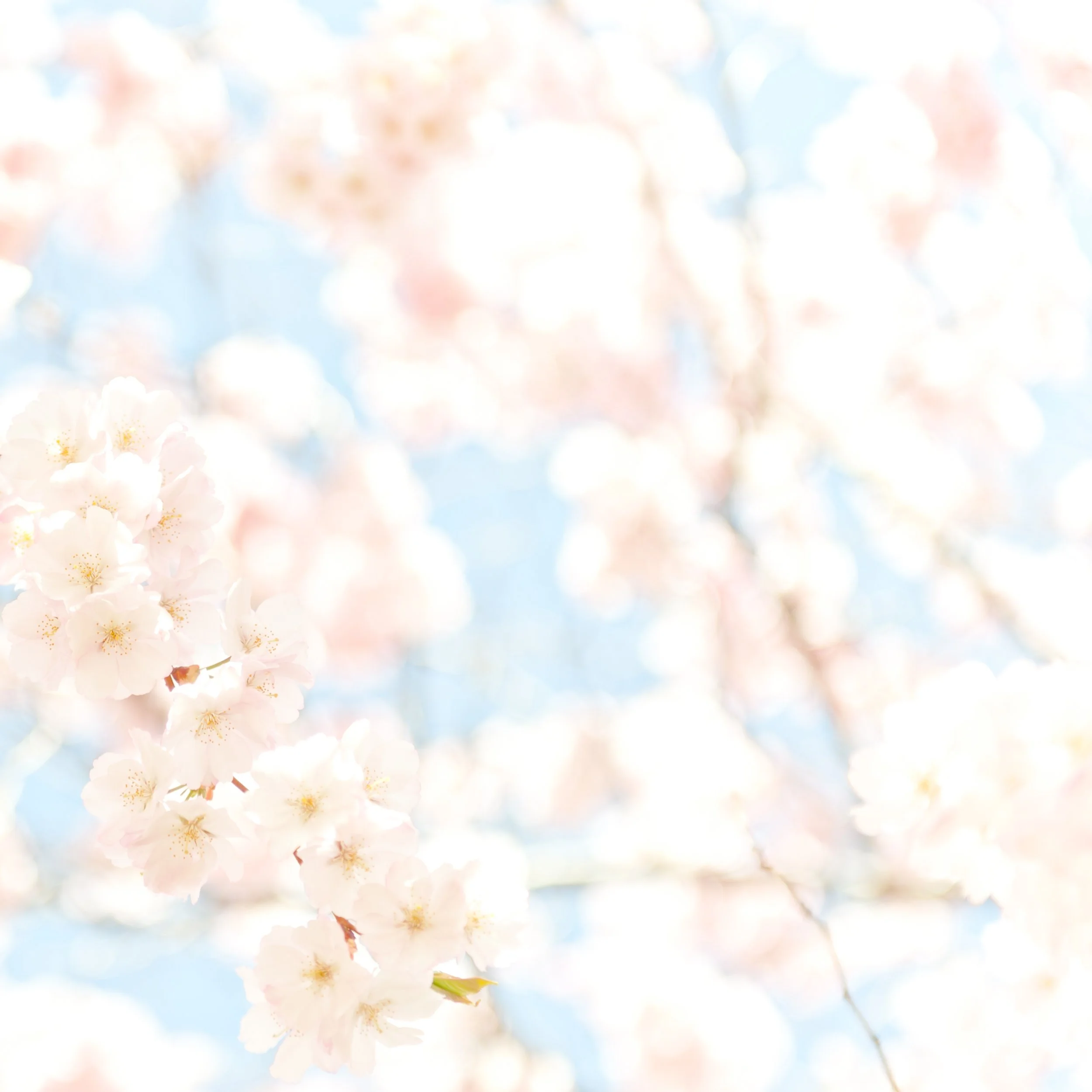 Cherry Blossom — Tess Atkinson