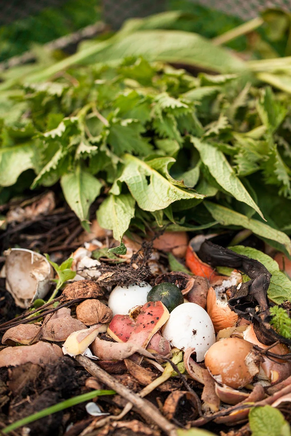 5 Ways to Repurpose Your Food Waste — Simple Ecology