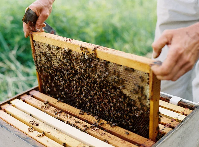 JOURNAL — Artisan Farm Company